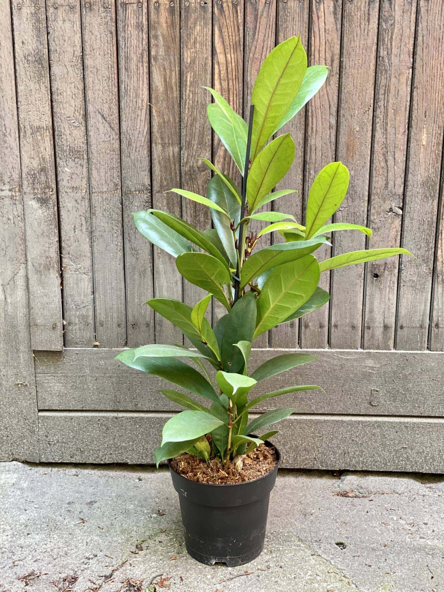 Ficus cyathistipula - Jungle Boogie
