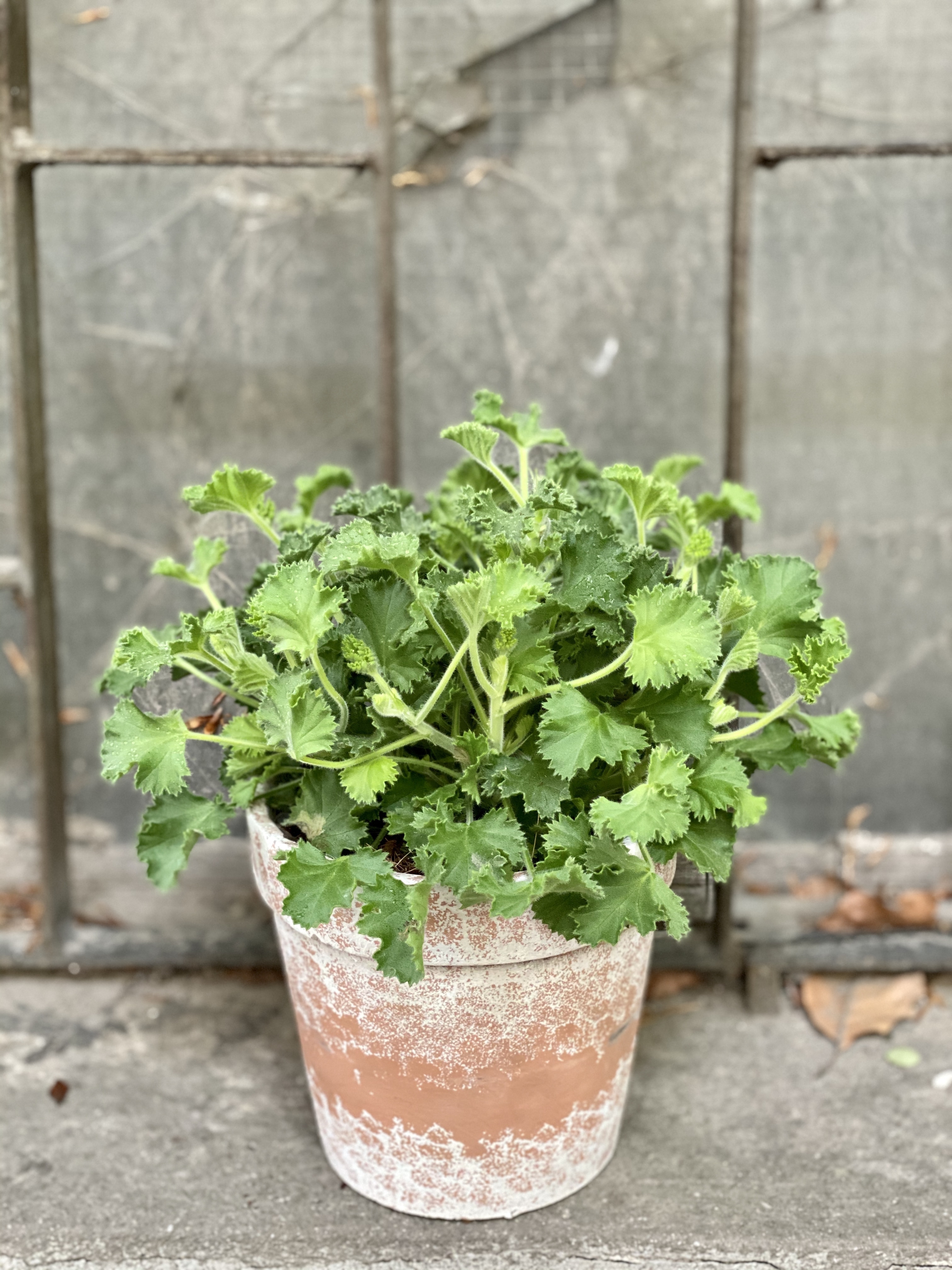 Geranium Scented Lemon - Jungle Boogie
