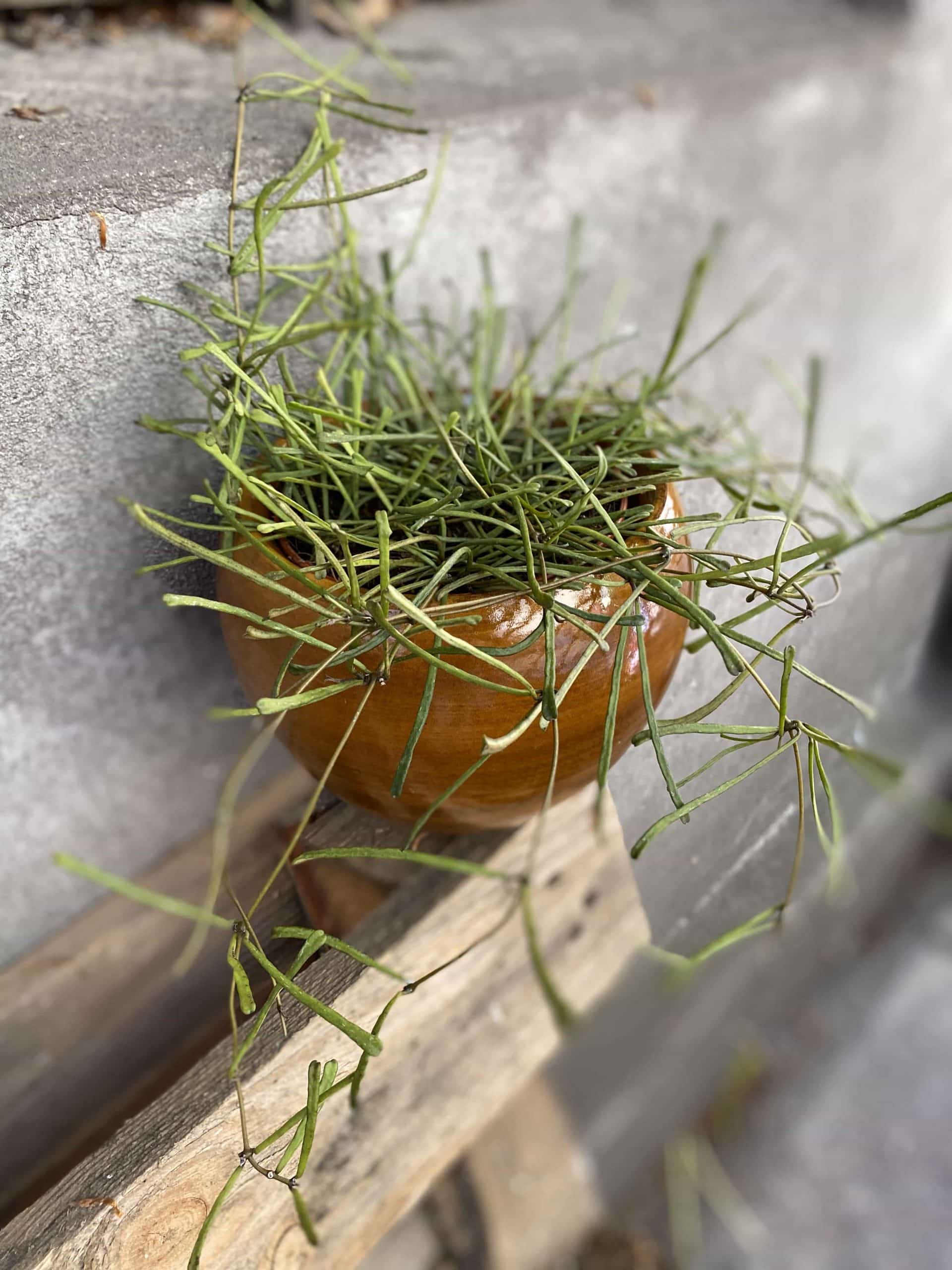 Hoya retusa - Jungle Boogie