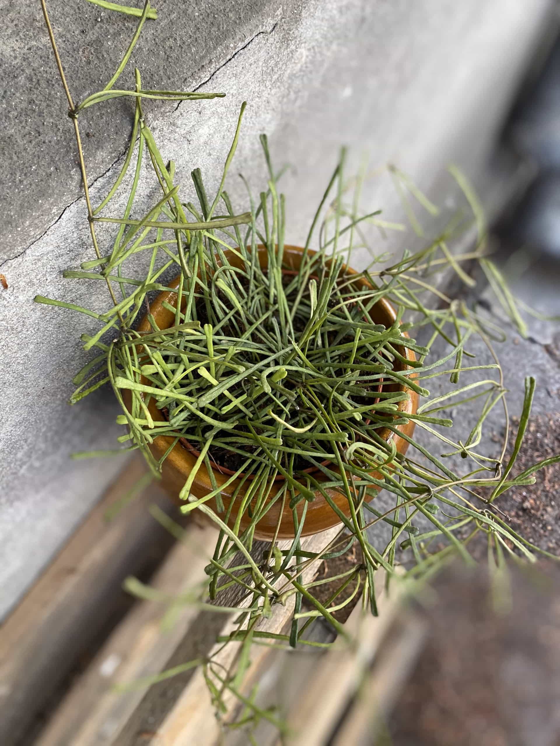 Hoya retusa - Jungle Boogie