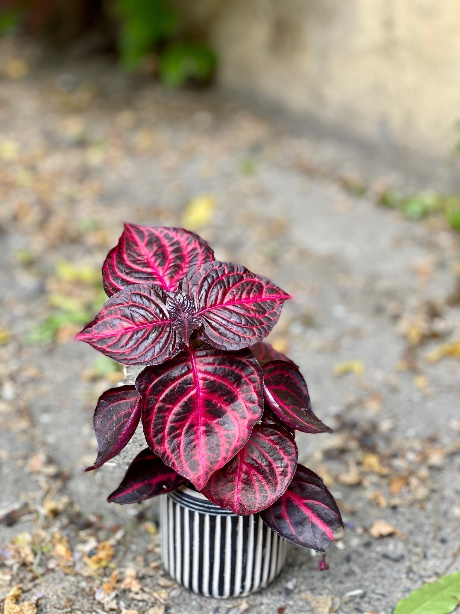 Iresine herbstii Bloodleaf - Jungle Boogie