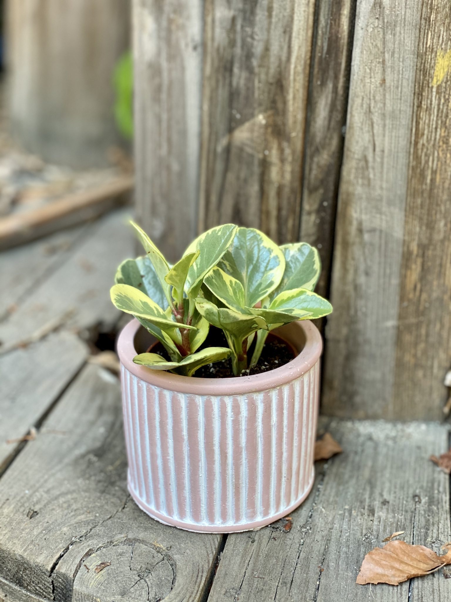Peperomia obtusifolia variegata - Jungle Boogie