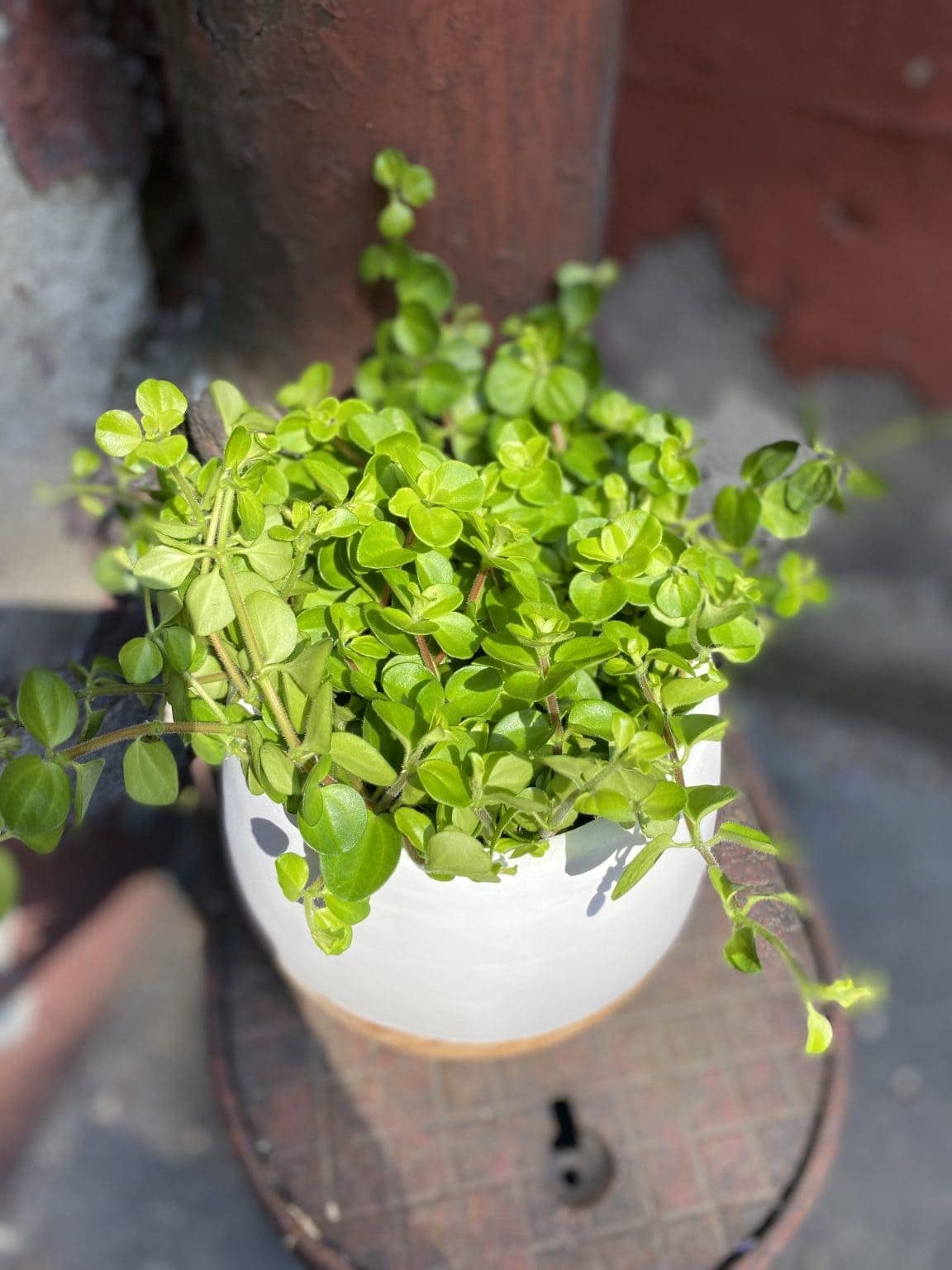 Peperomia rotundifolia - Jungle Boogie