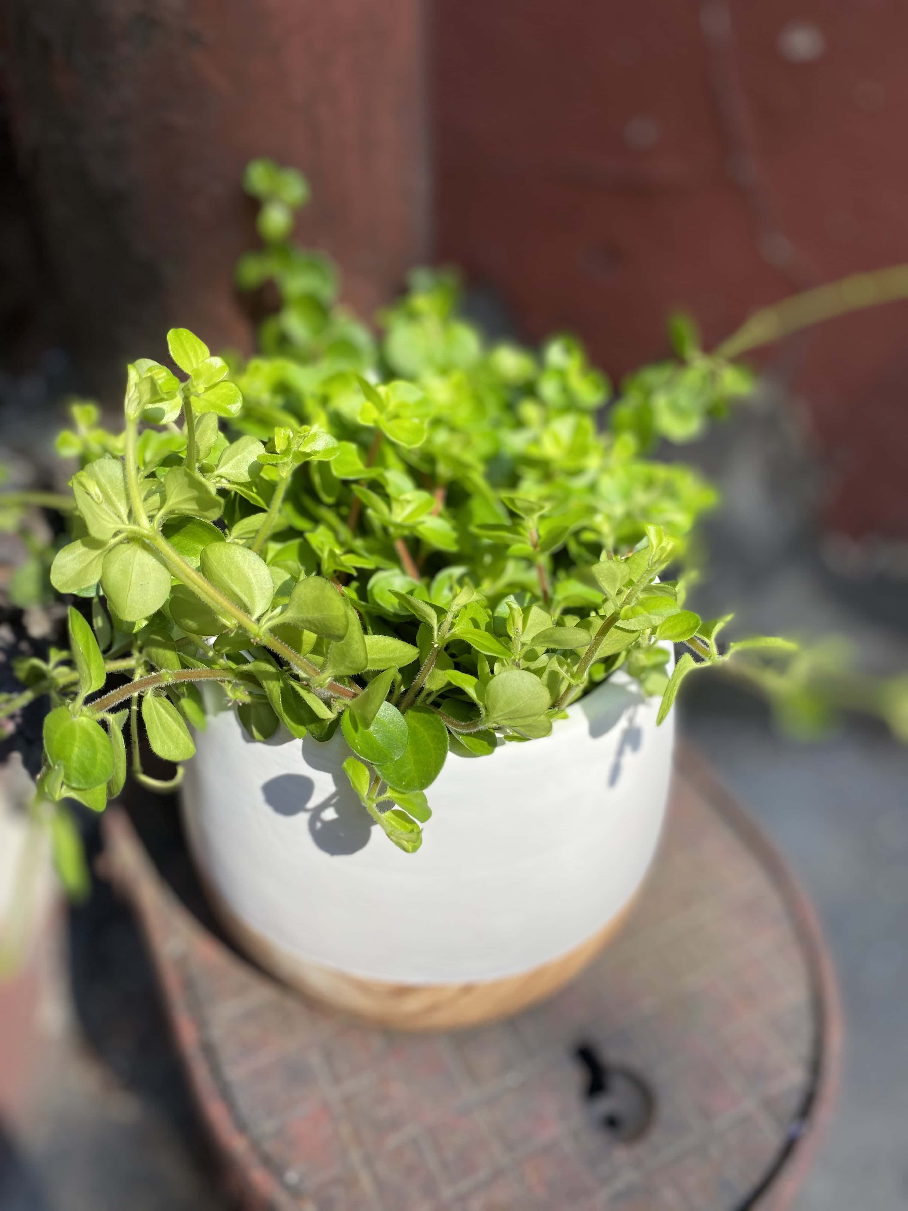 Peperomia rotundifolia - Jungle Boogie