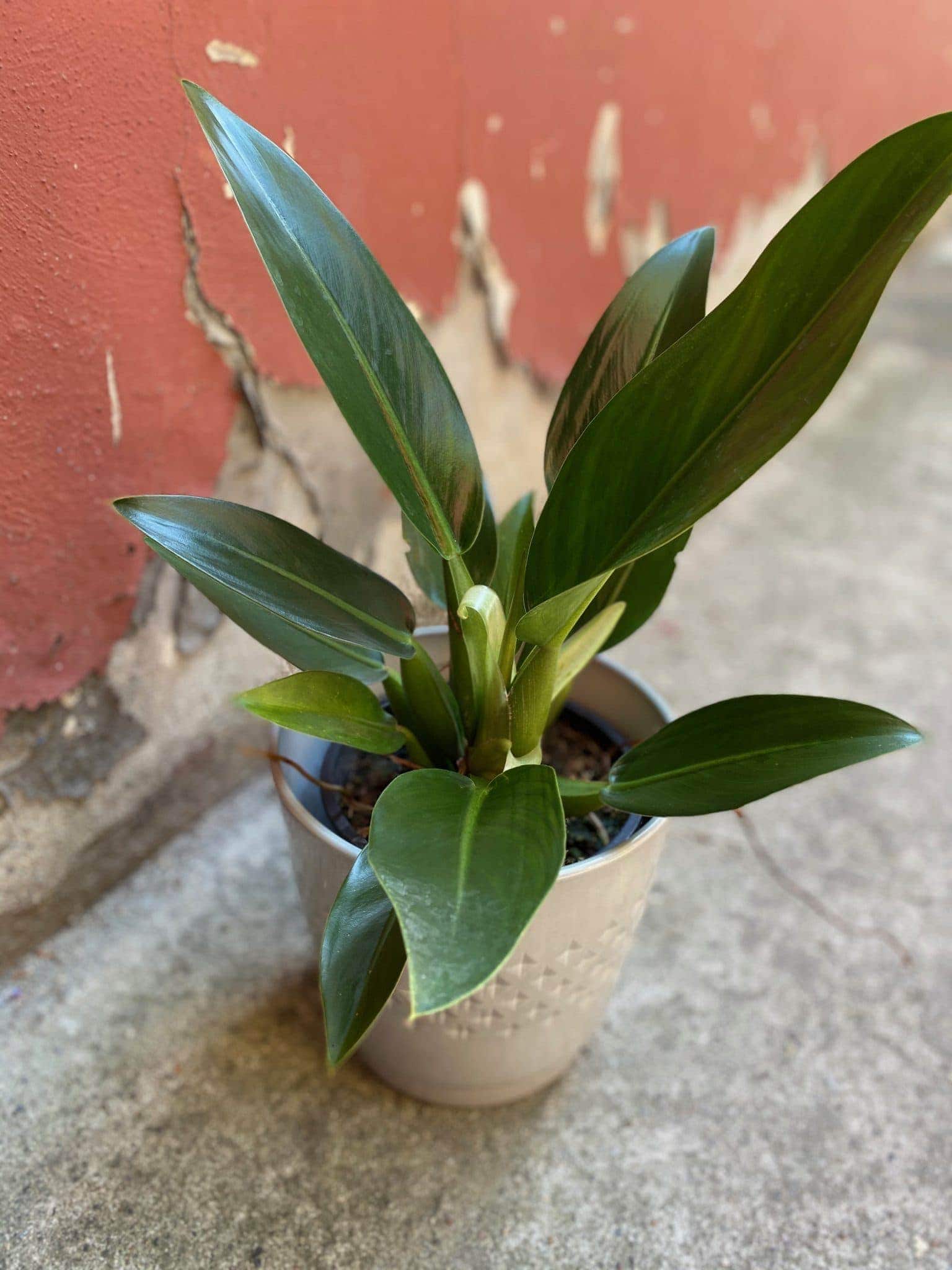 Philodendron Fatboy Martianum - Jungle Boogie