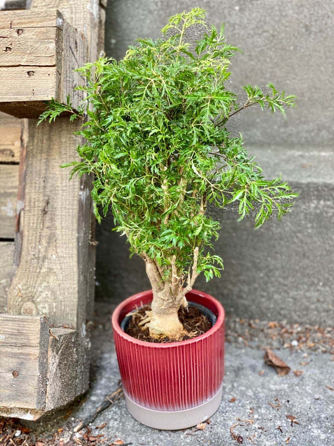 Polyscias fruticosa Hawaiina - Jungle Boogie