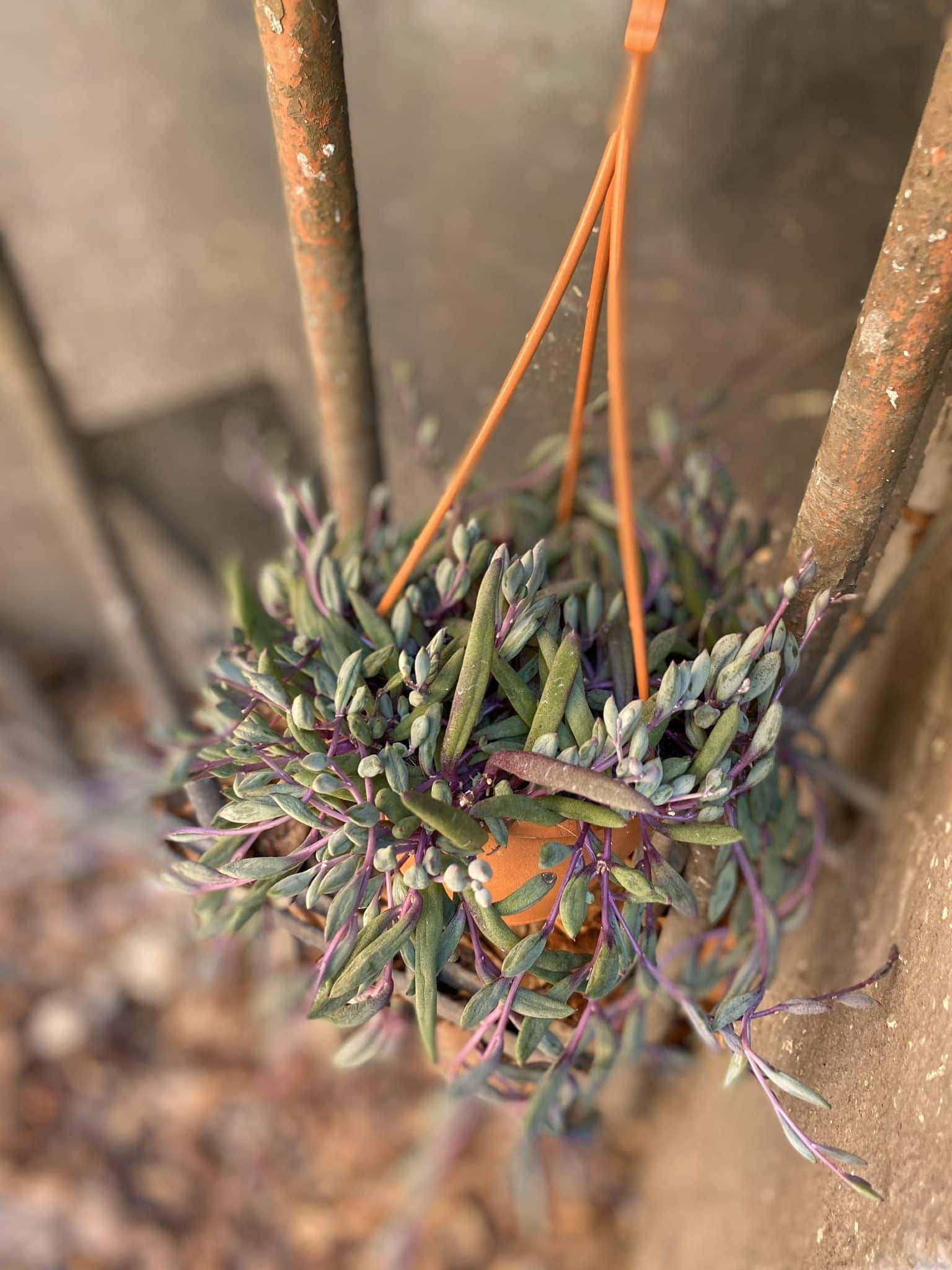 Senecio herreianus Purple Flush - Jungle Boogie