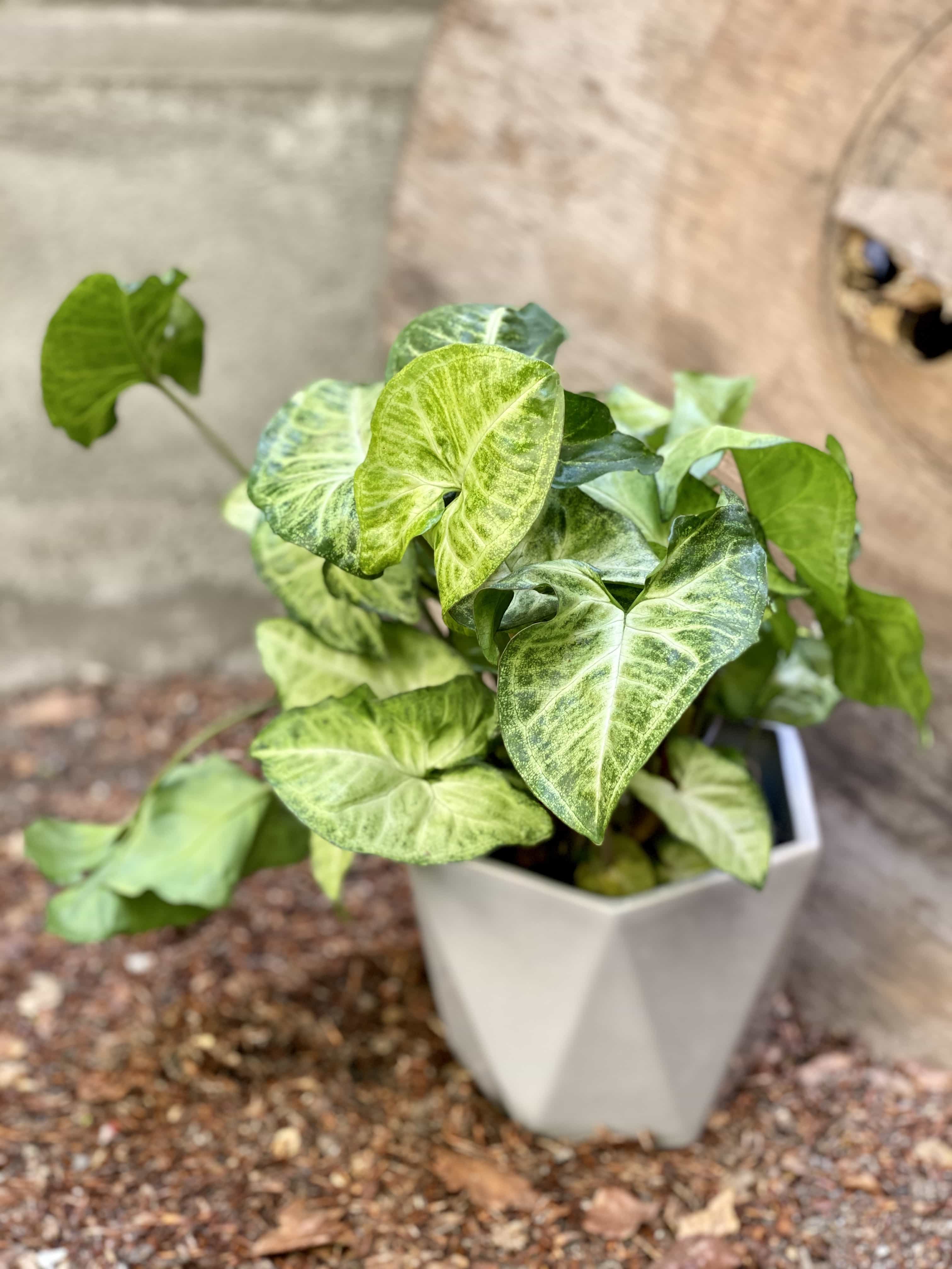 Syngonium Pixie (Zroślicha) - Jungle Boogie