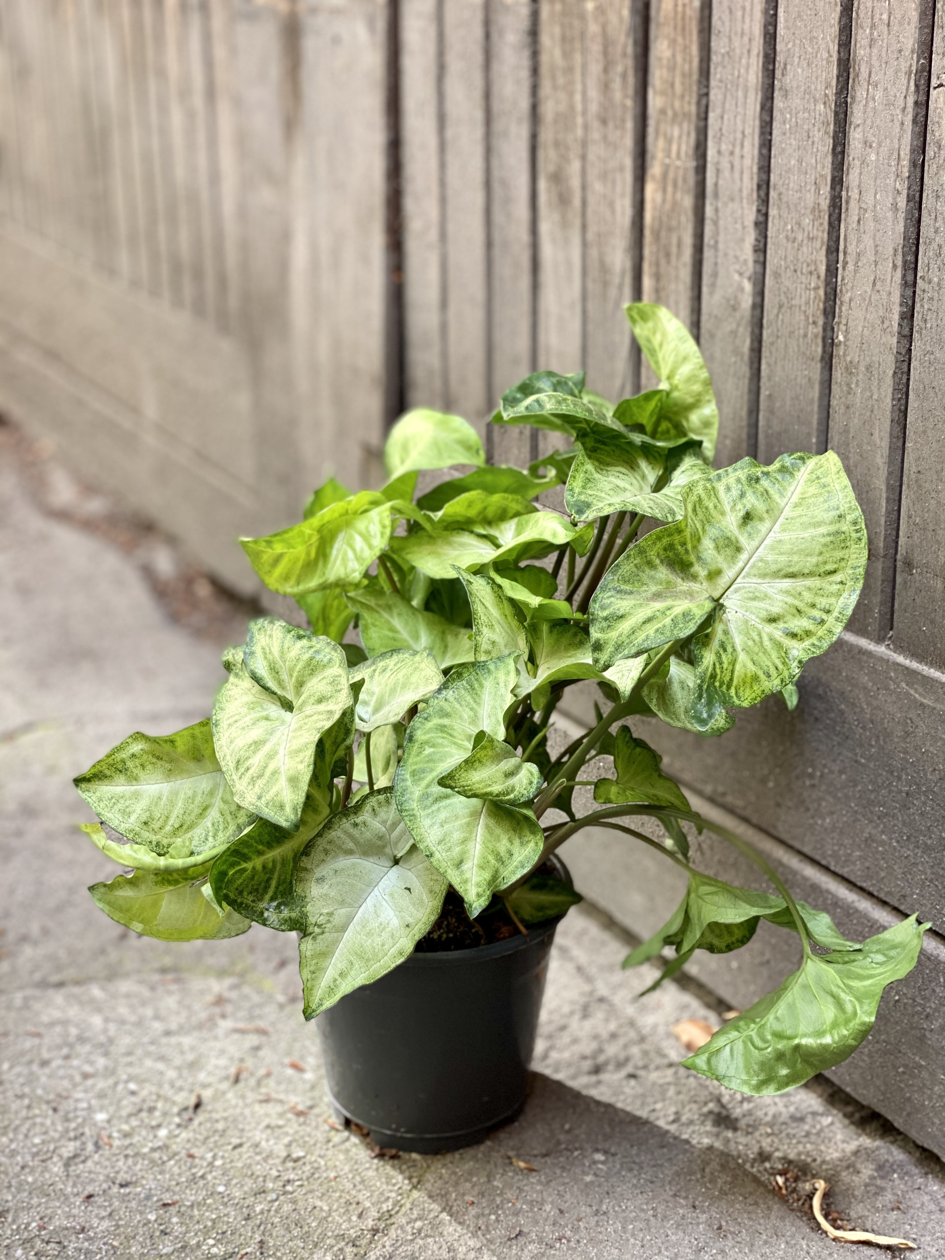 Syngonium Pixie (Zroślicha) - Jungle Boogie