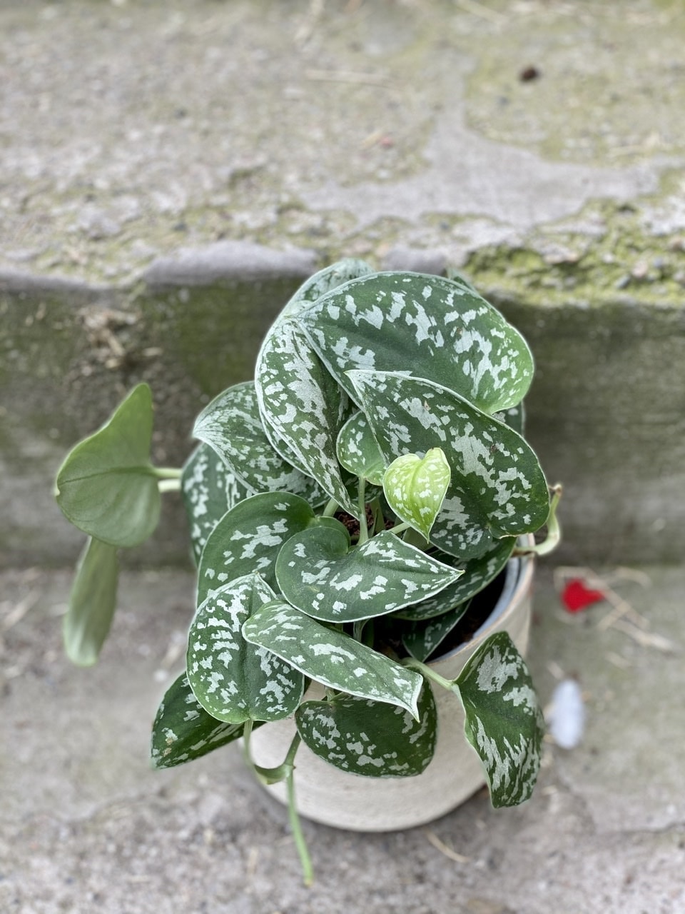 Scindapsus Pictus Argyraeus - Jungle Boogie