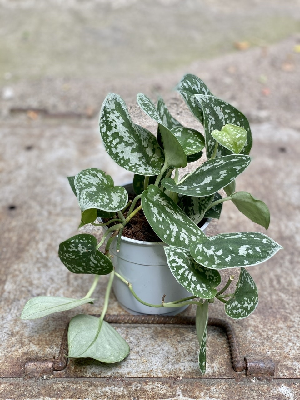 Scindapsus Pictus Argyraeus - Jungle Boogie