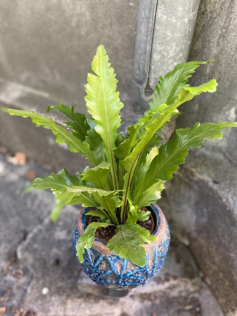 Asplenium nidus Campio - Jungle Boogie
