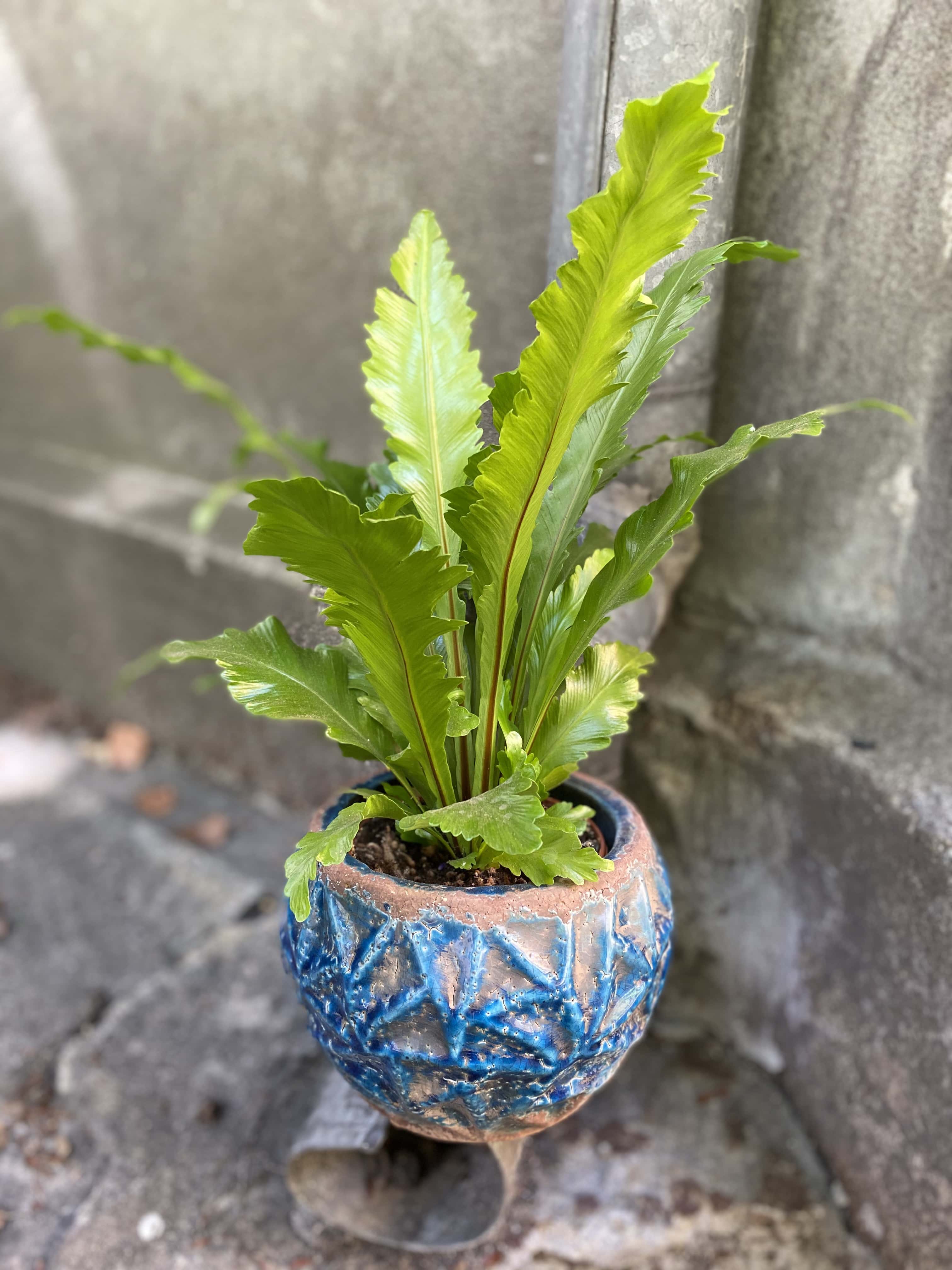 Asplenium Nidus Campio - Jungle Boogie