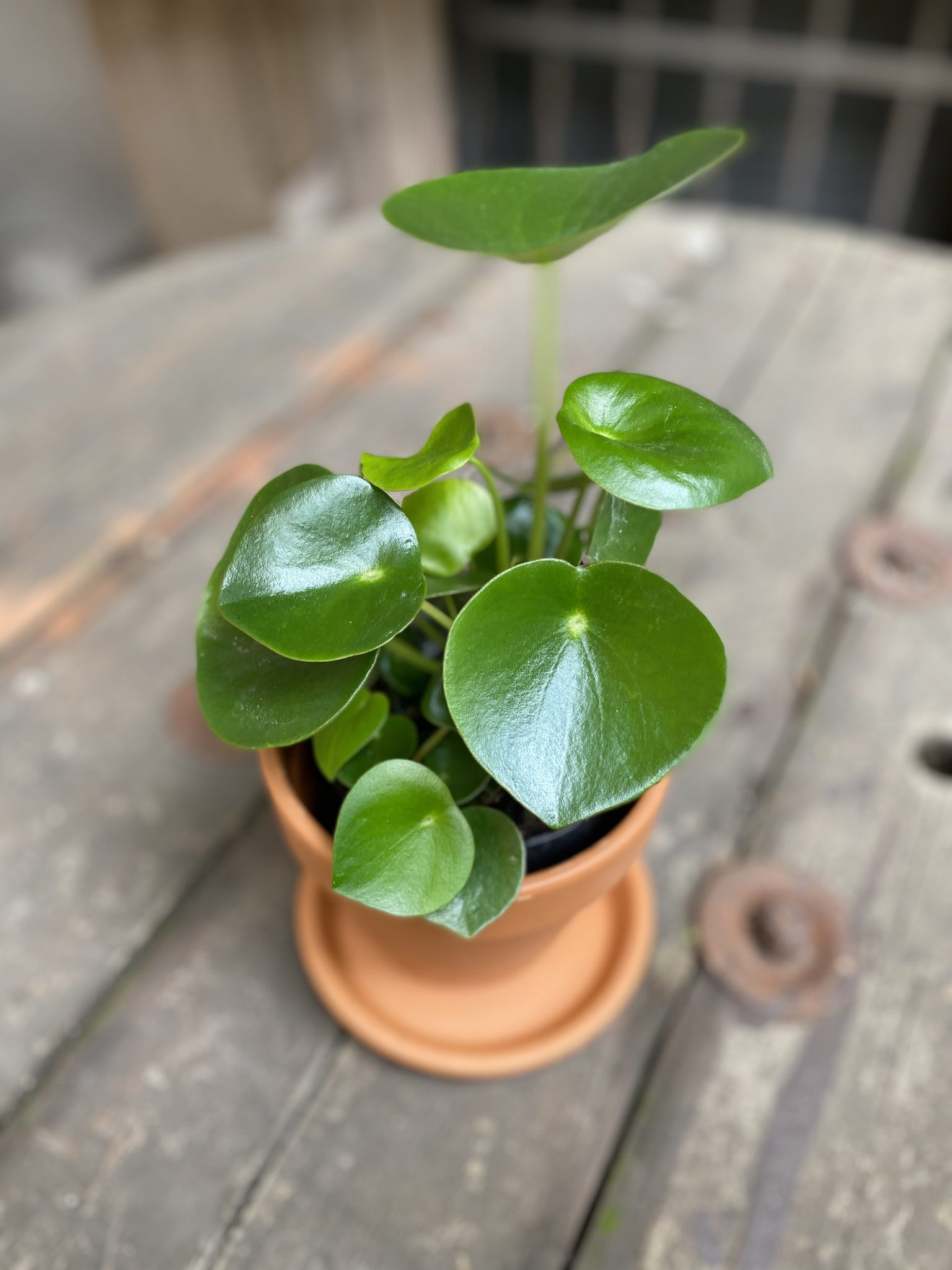 Peperomia polybotrya Raindrop - Jungle Boogie