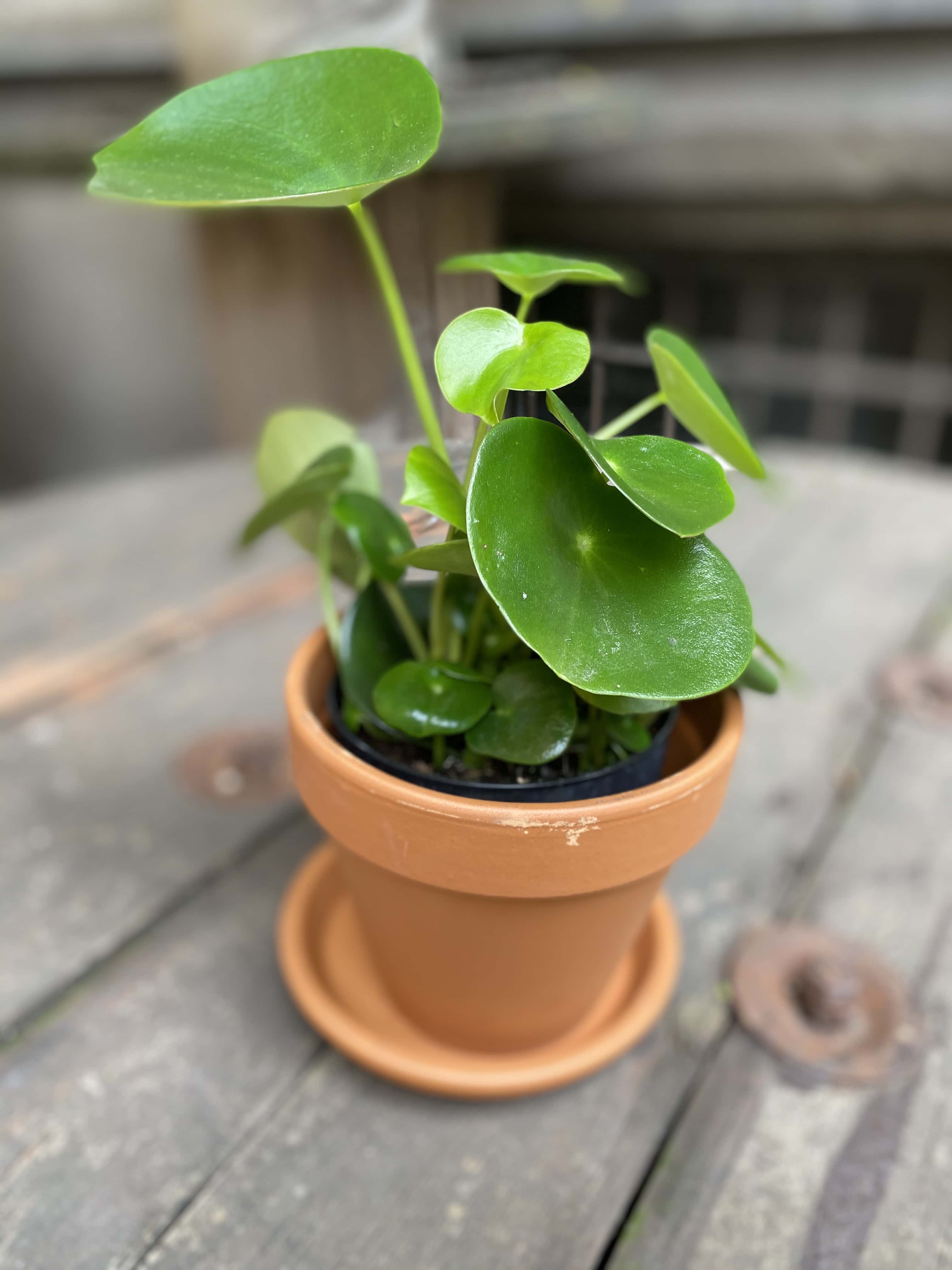 Peperomia polybotrya Raindrop - Jungle Boogie