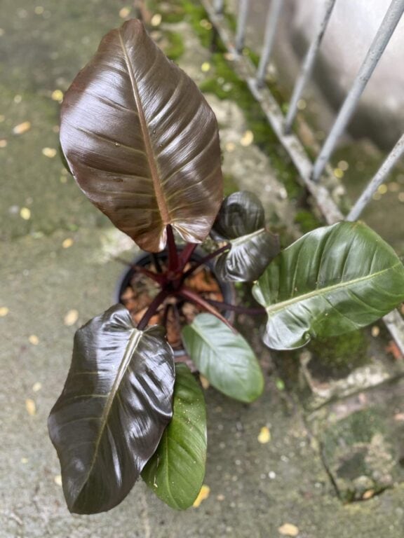 Philodendron Black Cardinal - Jungle Boogie