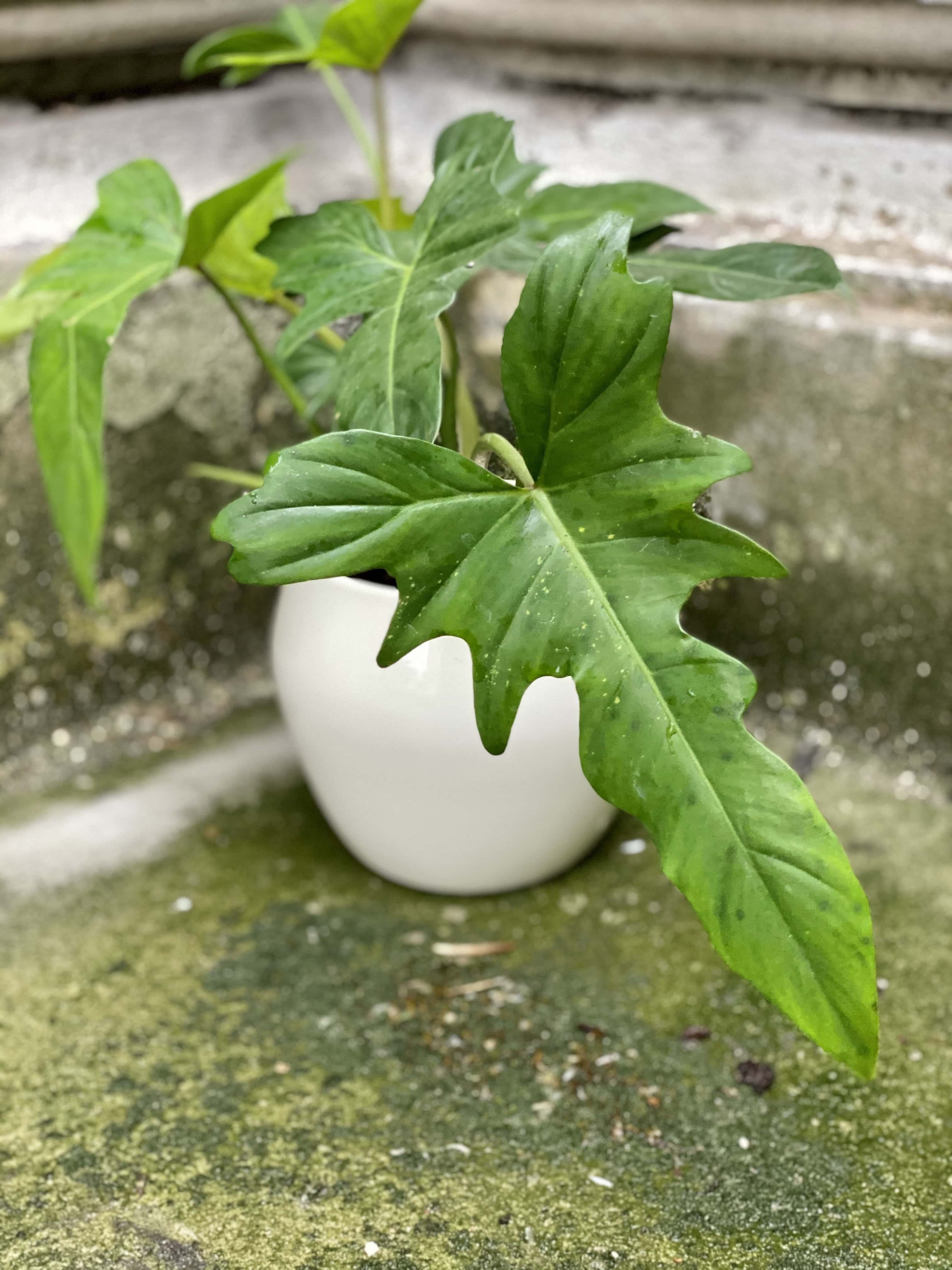 Philodendron Golden Dragon - Jungle Boogie