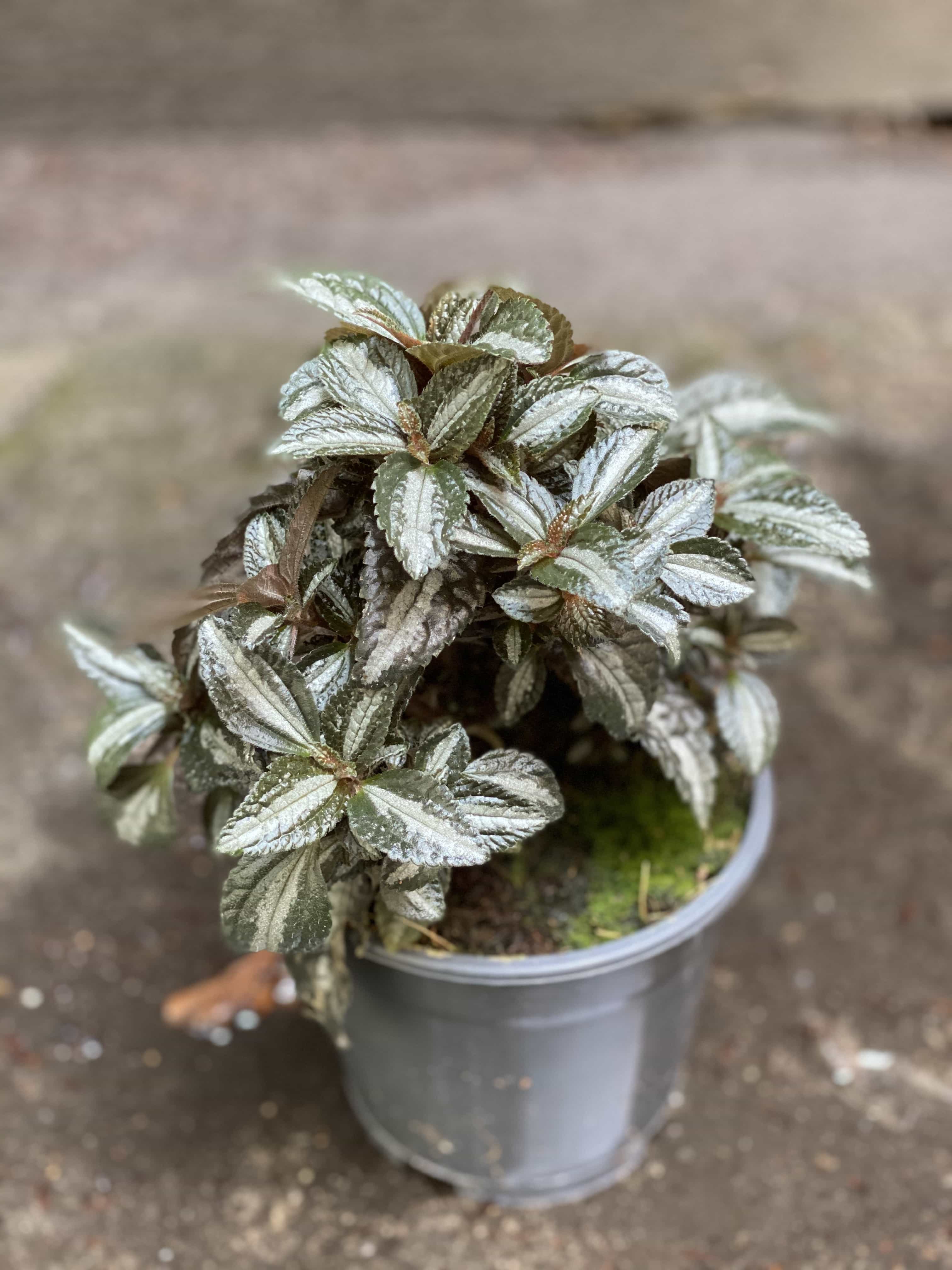 Pilea Silver Tree - Jungle Boogie