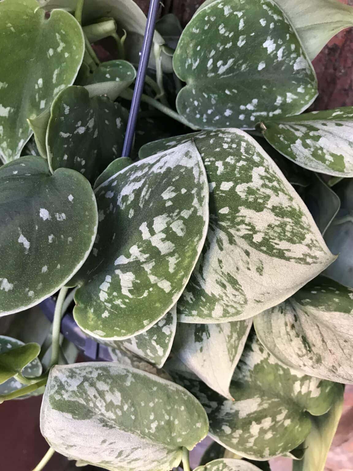 Scindapsus pictus Silvery Ann (Scindapsus pstry) - Jungle Boogie