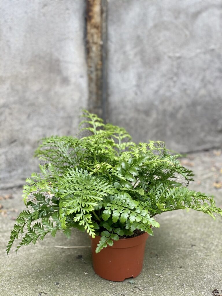 Asplenium Parvati (Zanokcica) - Jungle Boogie