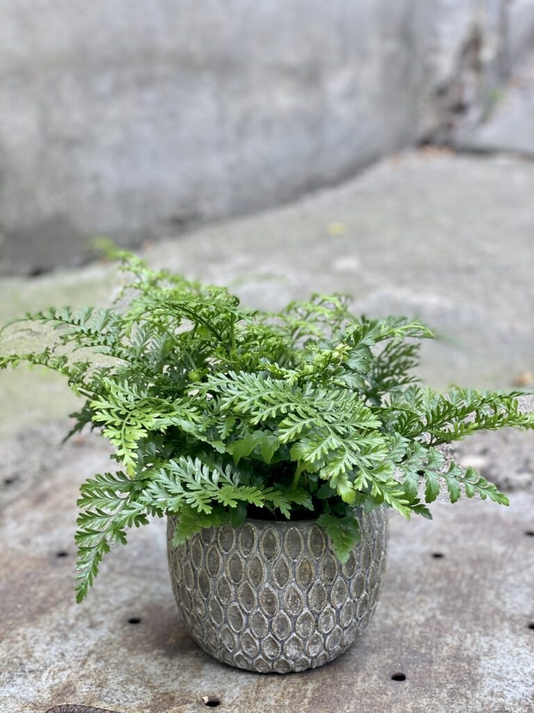 Asplenium Parvati (Zanokcica) - Jungle Boogie