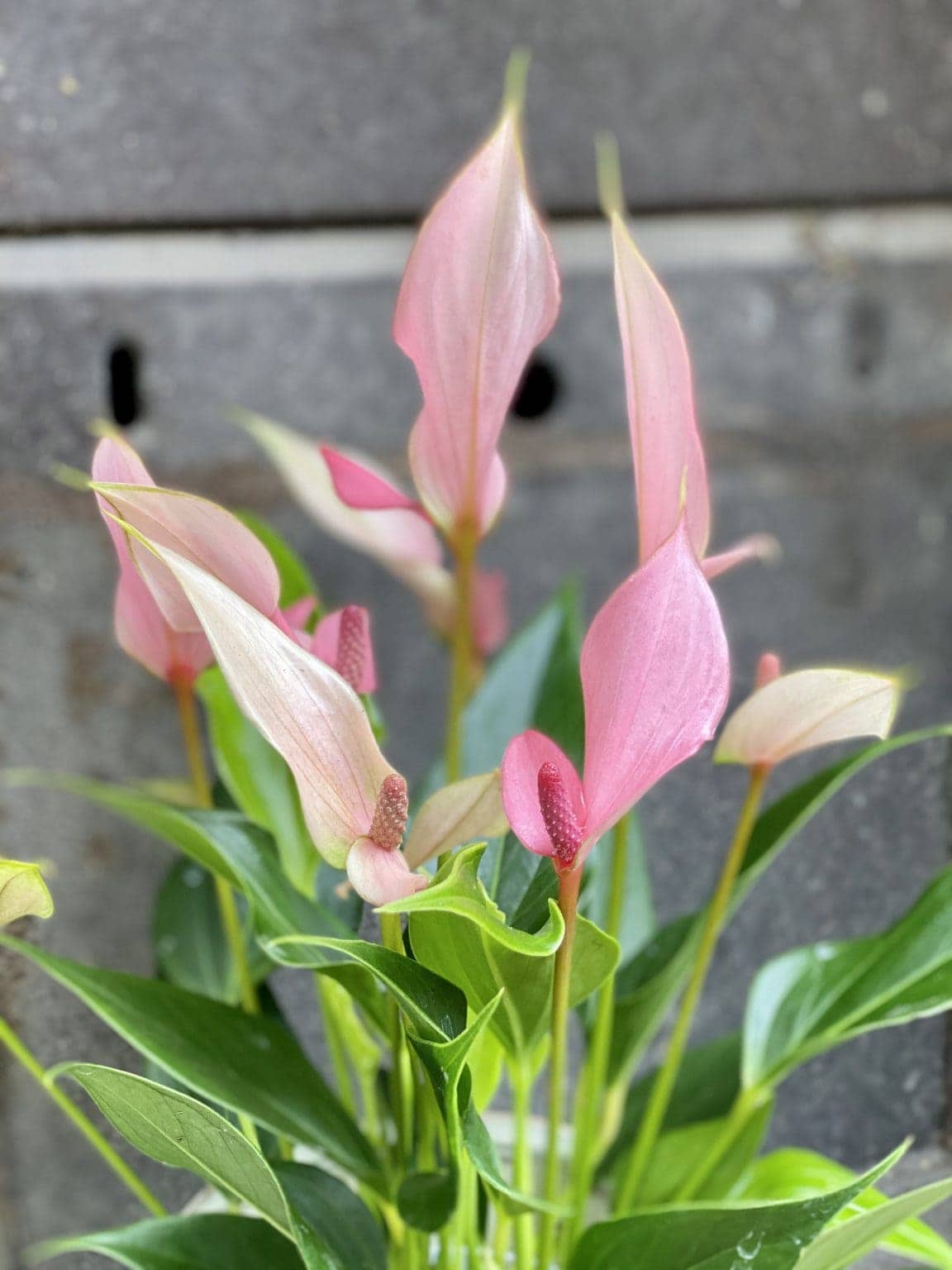 Anthurium Champion Lilli - Jungle Boogie