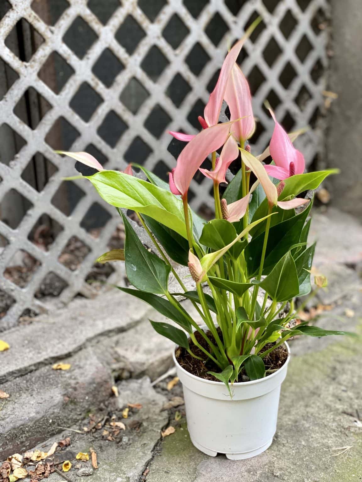 Anthurium Champion Lilli - Jungle Boogie
