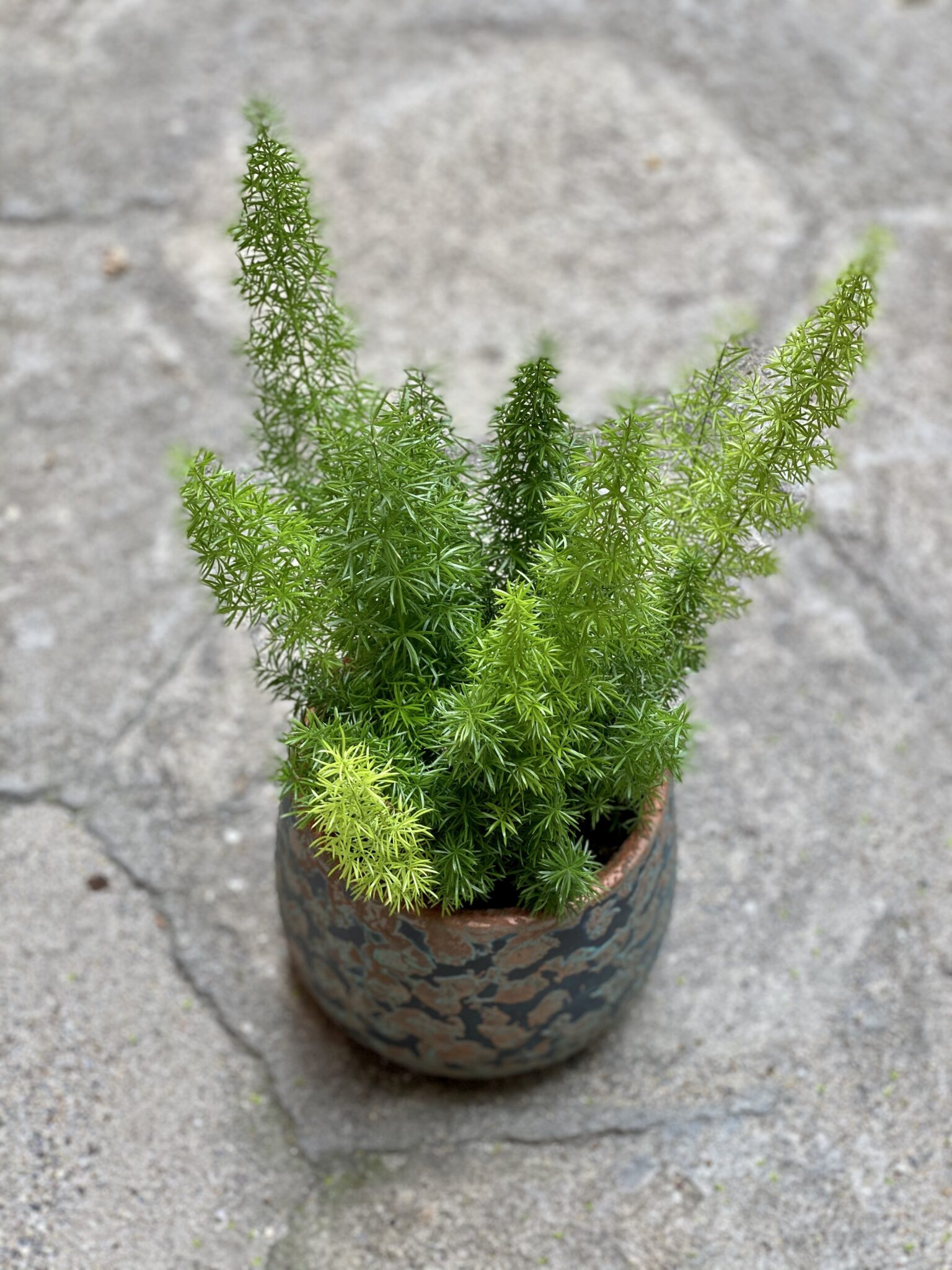 Asparagus densiflorus Meyers (Szparag) - Jungle Boogie