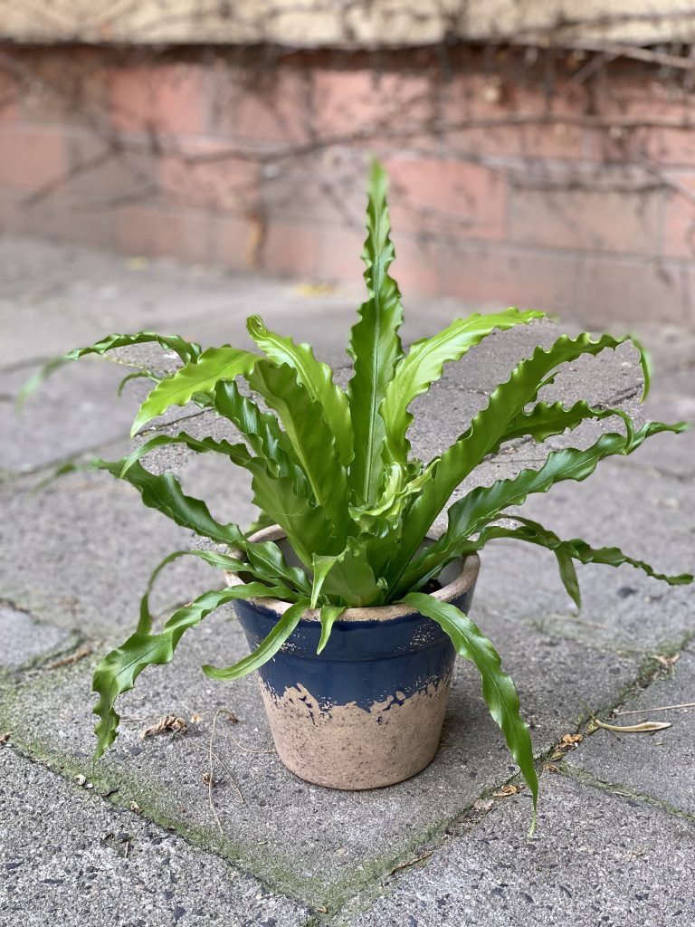 Asplenium nidus Osaka - Jungle Boogie