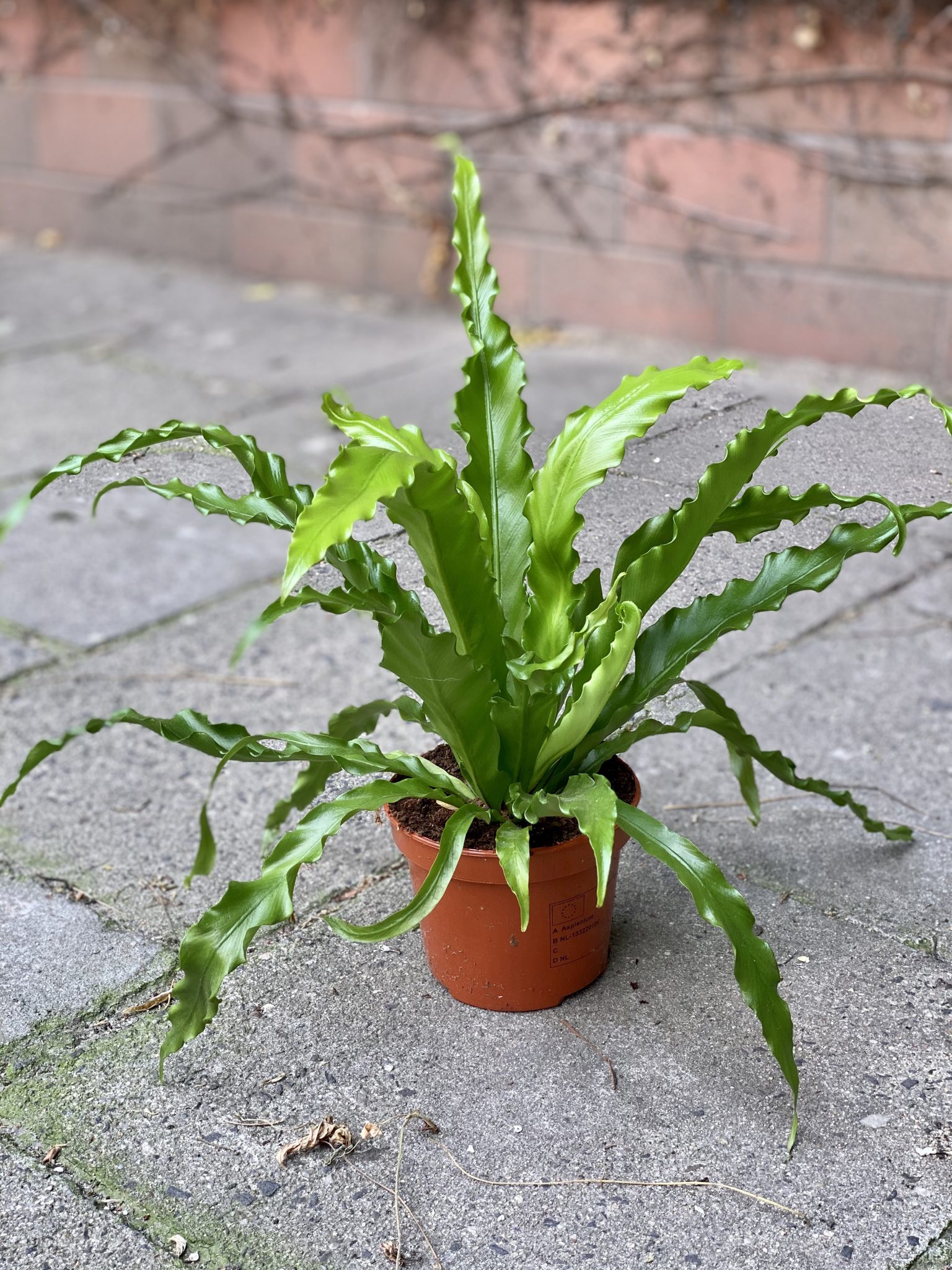 Asplenium nidus Osaka - Jungle Boogie