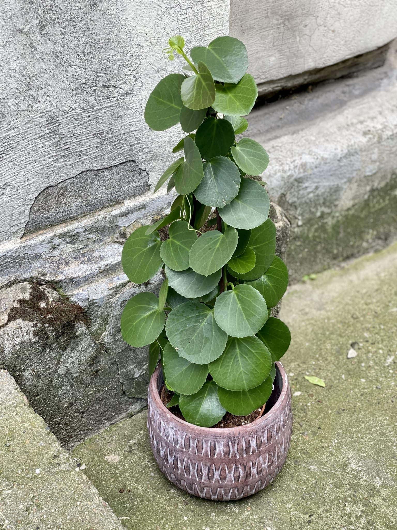 Cissus Rotundifolia - Jungle Boogie