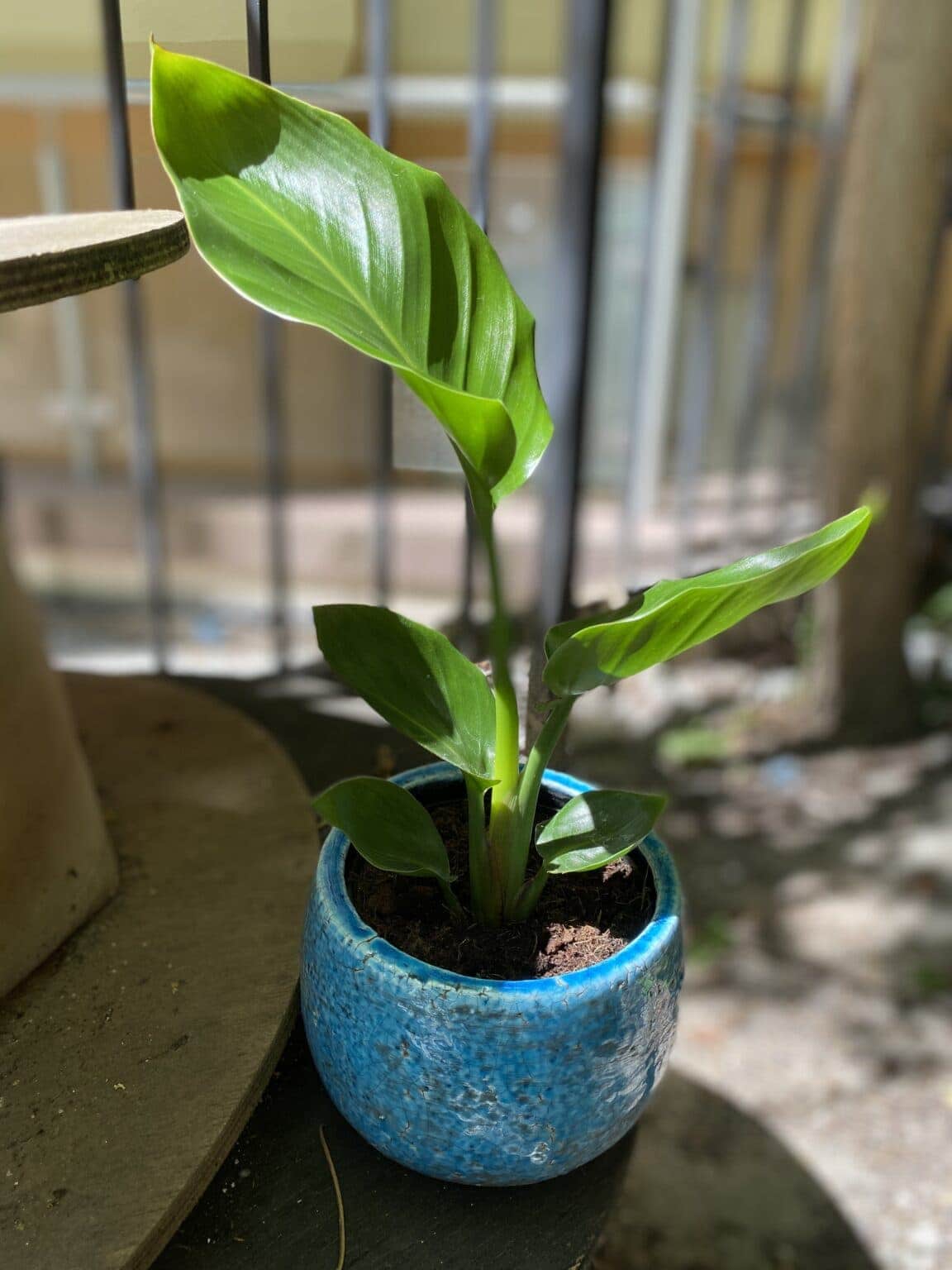 Strelitzia nicolai (Strelicja biała) - Jungle Boogie