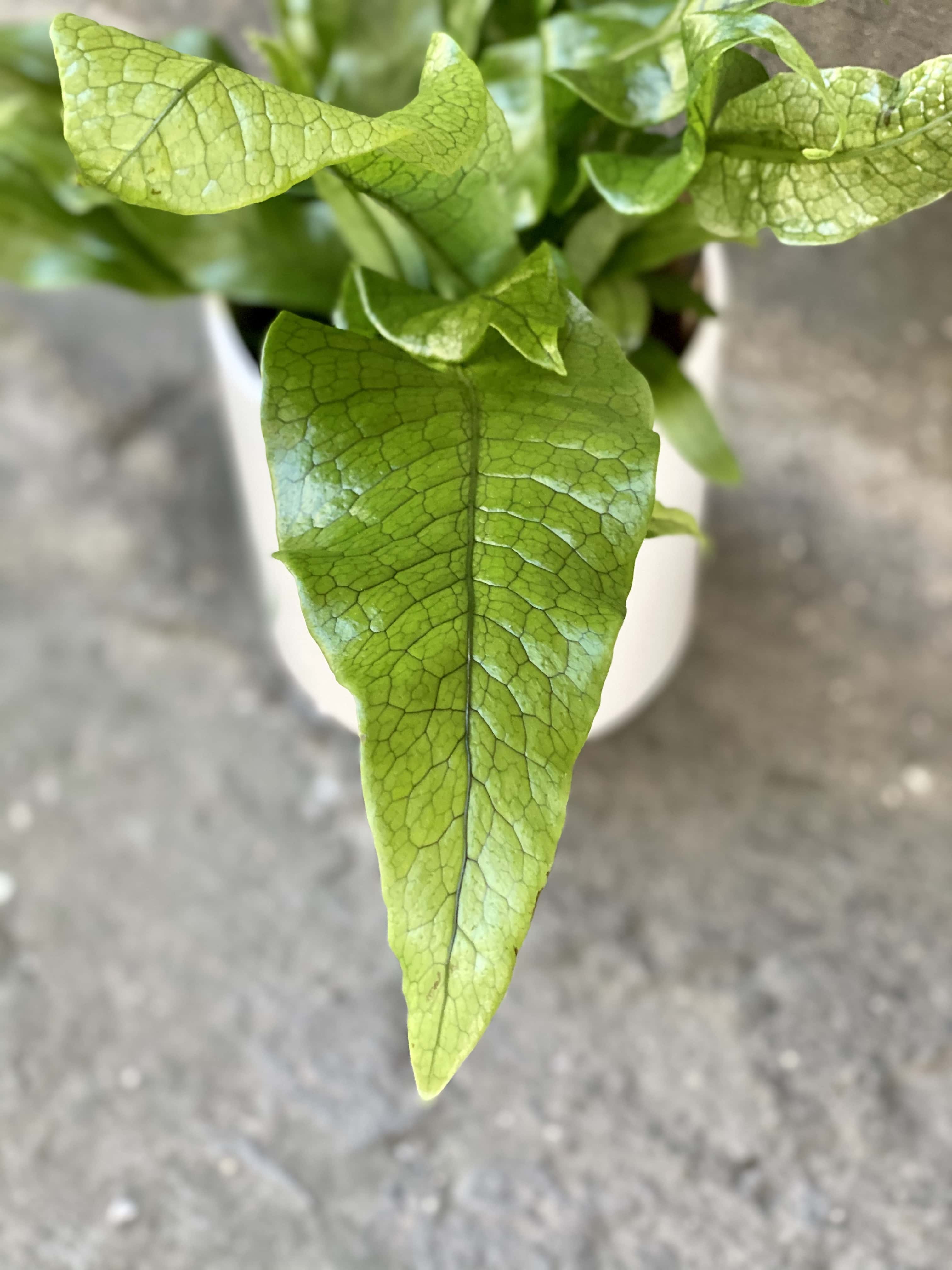 Microsorum musifolium Crocodyllus - Jungle Boogie