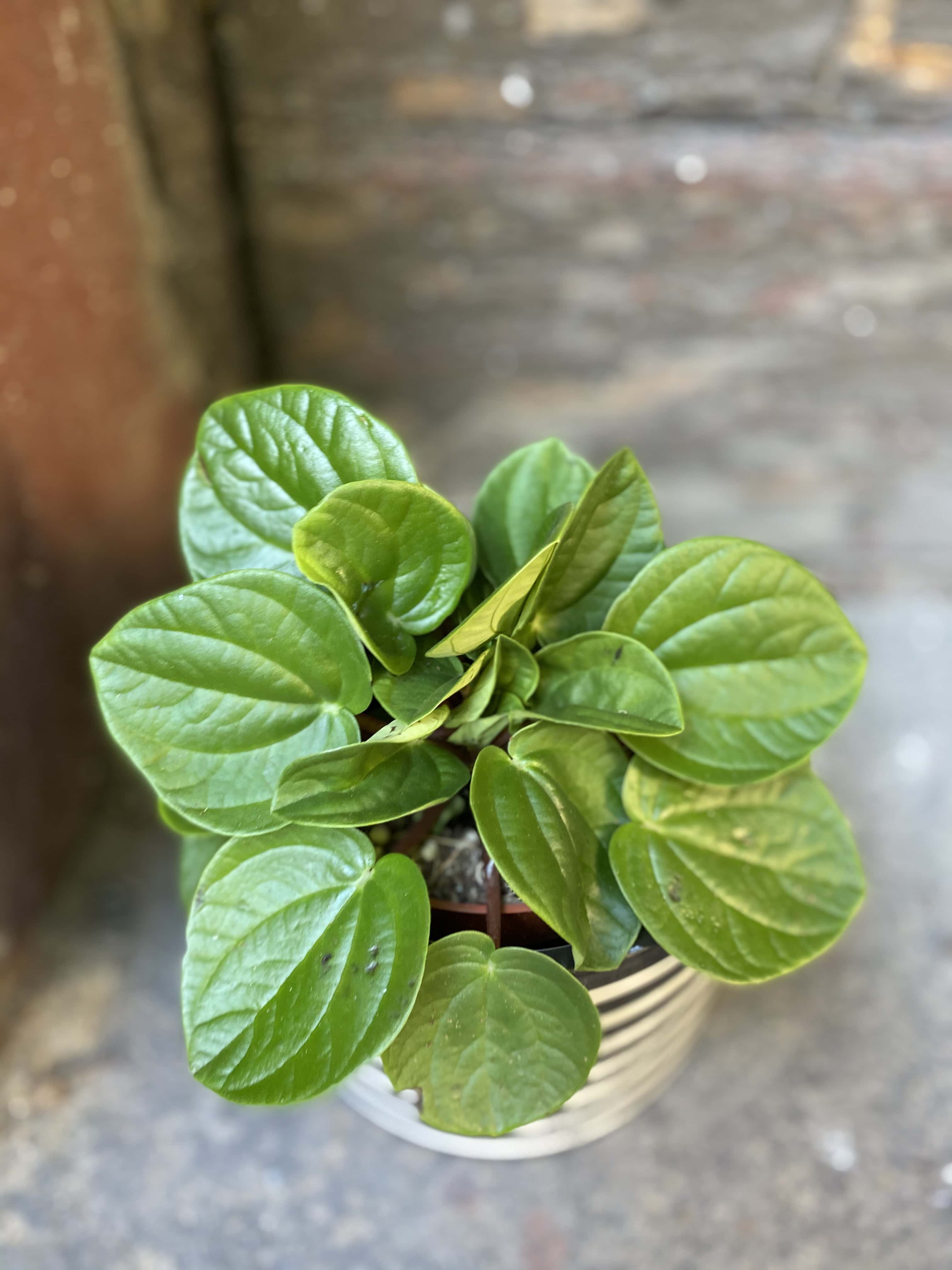 Peperomia Rana Verde - Jungle Boogie