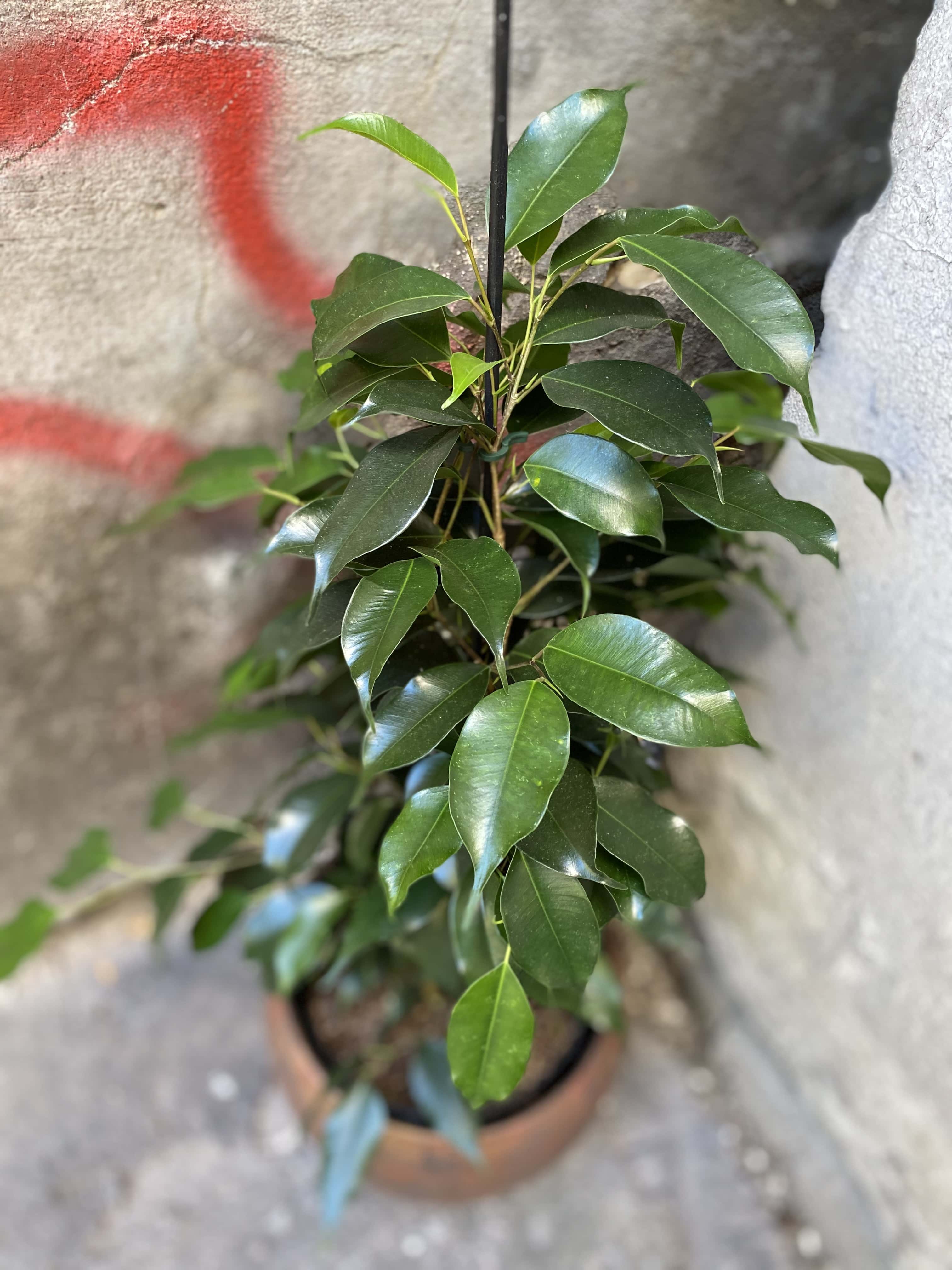 Ficus Beniamina Danielle - Jungle Boogie