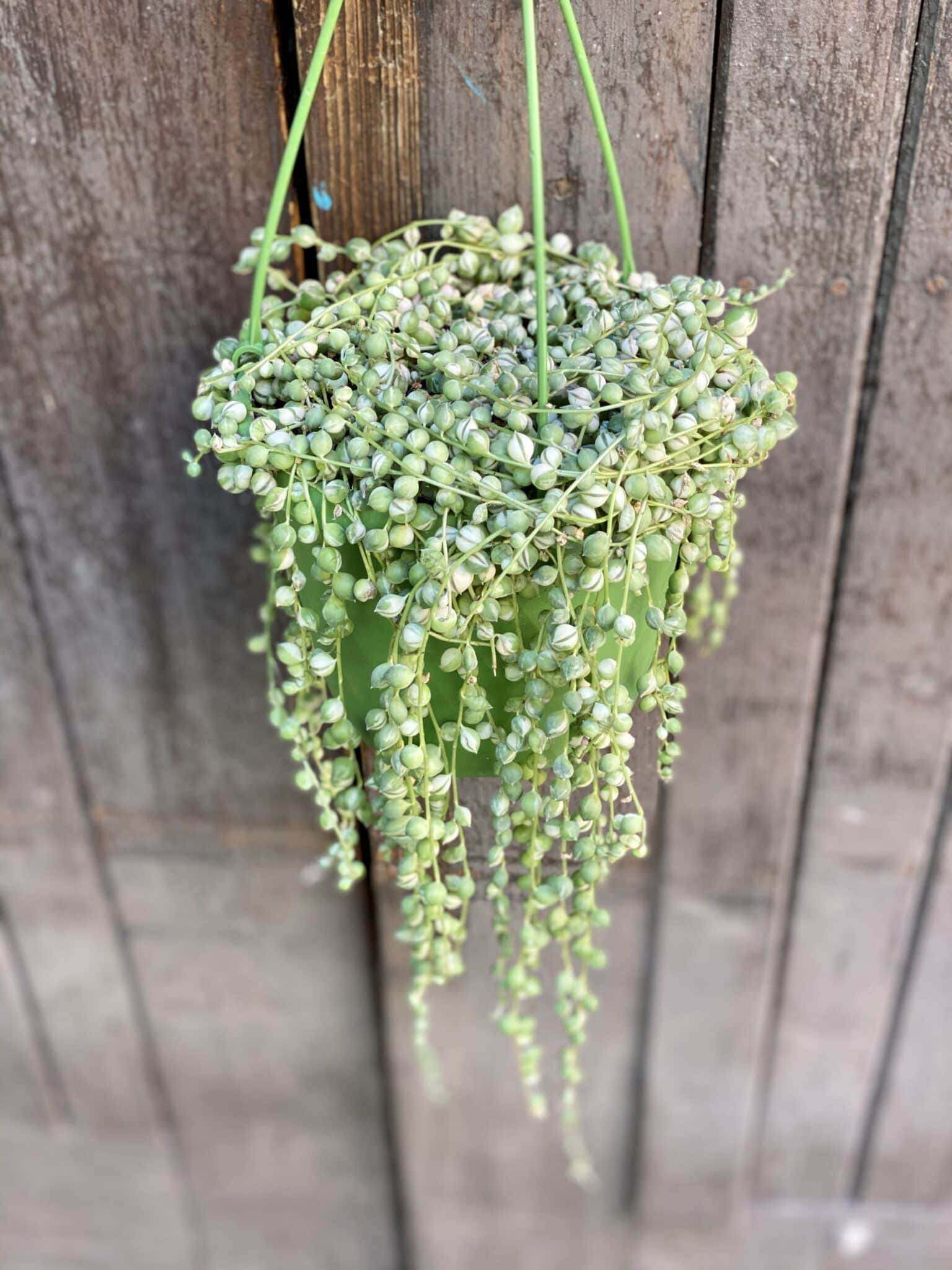 Senecio Rowleyanus "Variegata" - Jungle Boogie