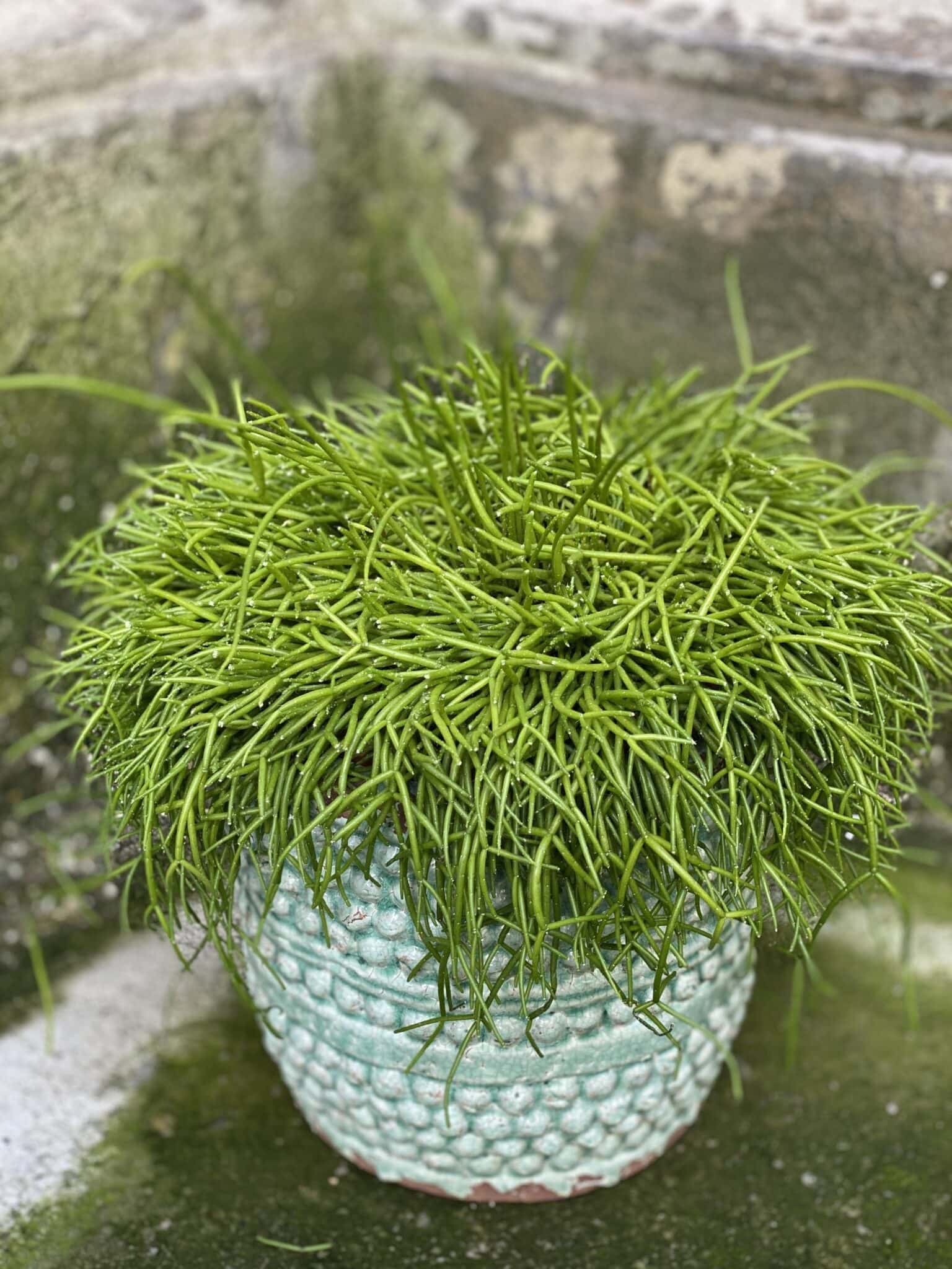 Rhipsalis baccifera Oasis (Patyczak) - Jungle Boogie