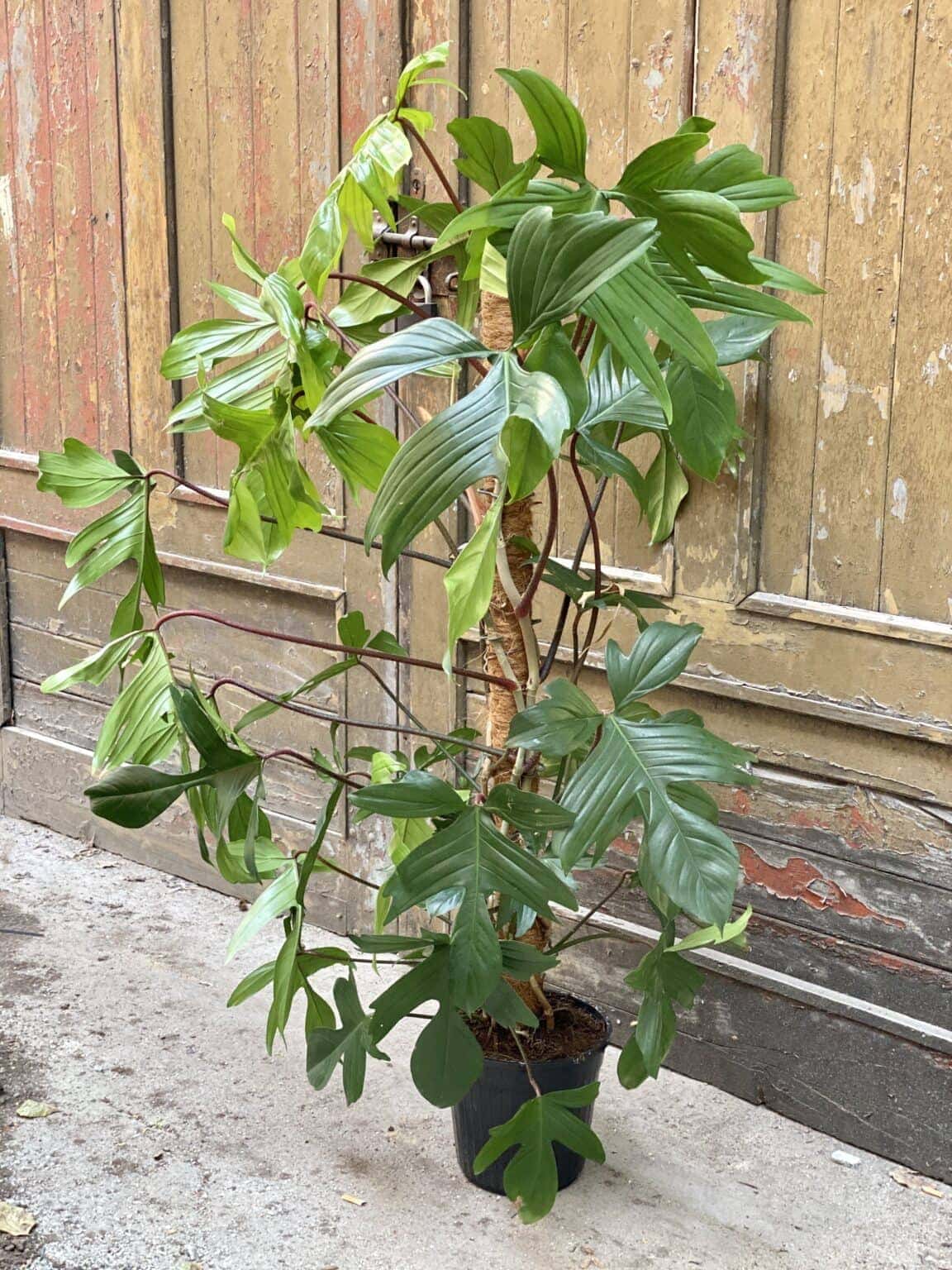 Philodendron Florida (odbiór osobisty) - Jungle Boogie
