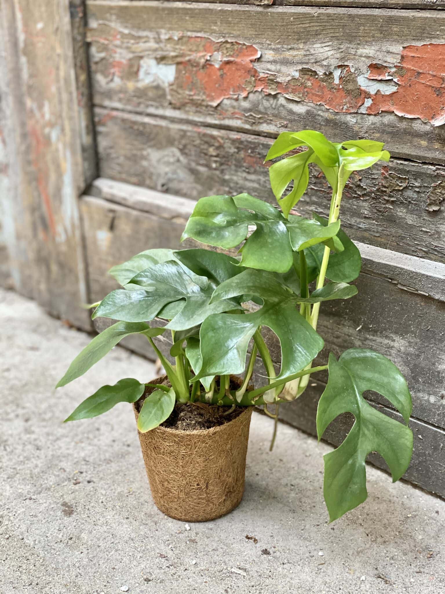 Rhaphidophora tetrasperma (Monstera Minima) - Jungle Boogie