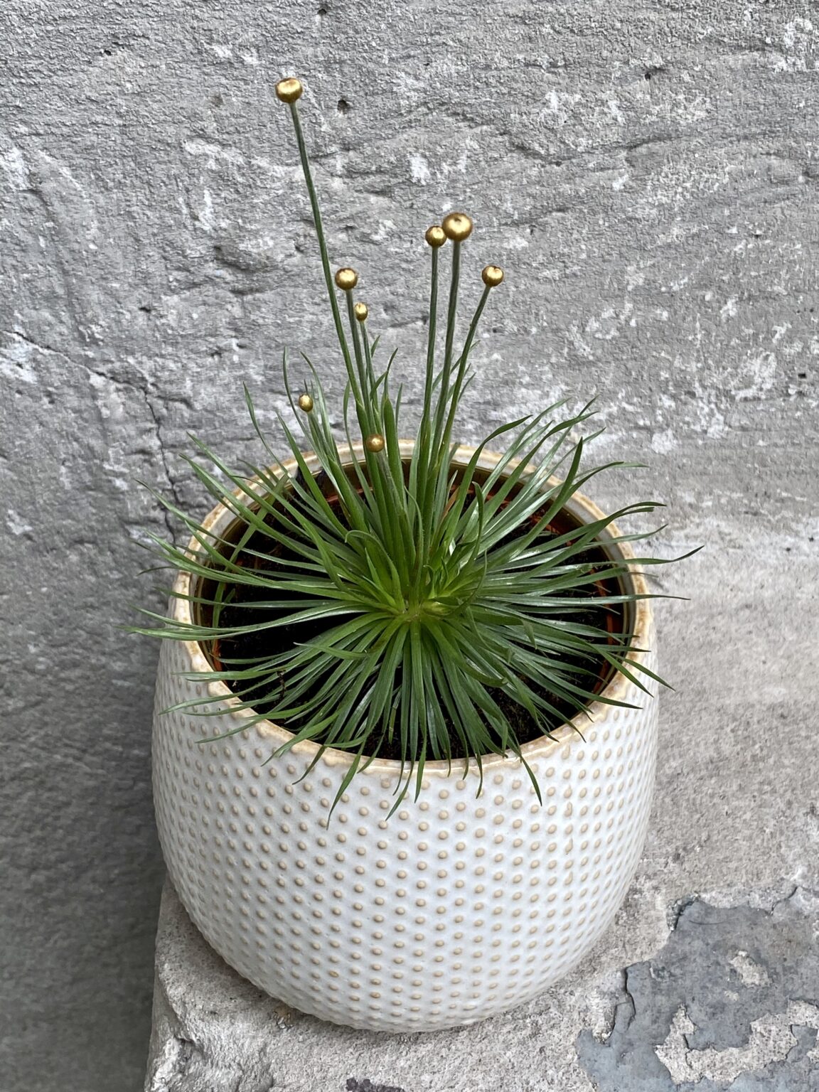 Mikado Syngonanthus chrysanthus - Jungle Boogie