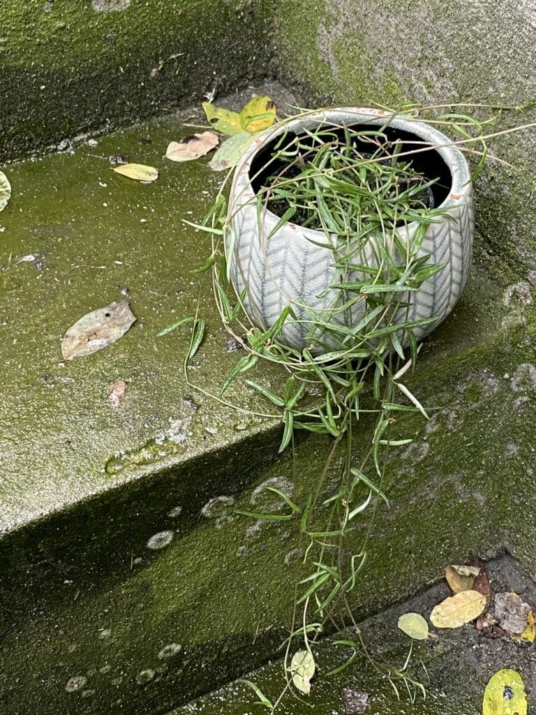 Ceropegia Woodii String of Needles - Jungle Boogie