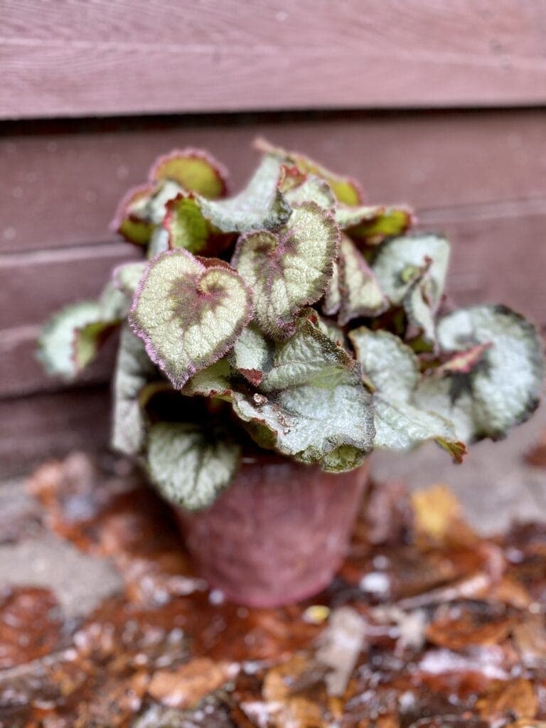 Begonia rex Escargot - Jungle Boogie