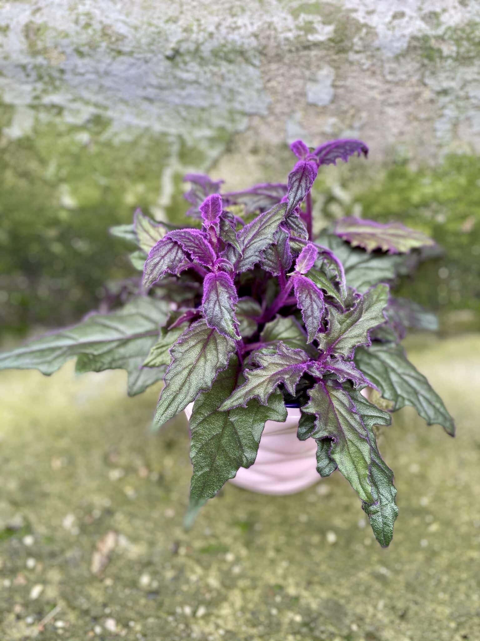 Gynura Aurantiaca (Ginura Pomarańczowa) - Jungle Boogie