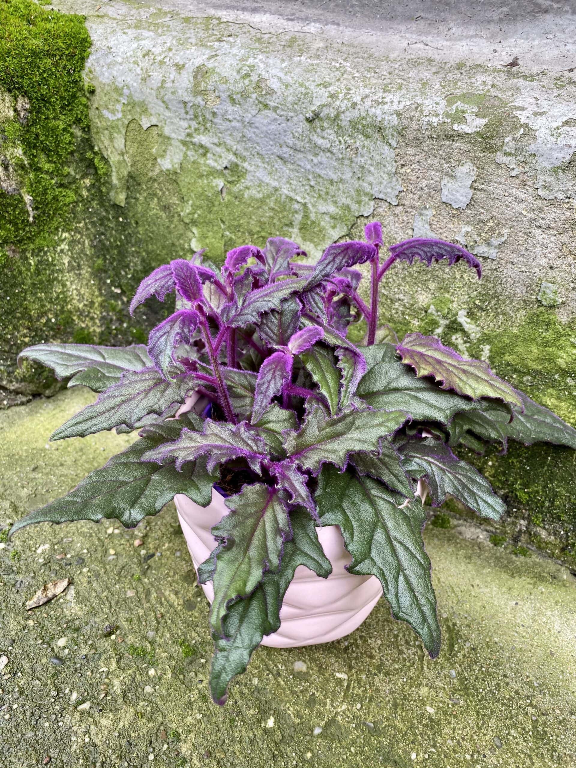 Gynura Aurantiaca (Ginura Pomarańczowa) - Jungle Boogie