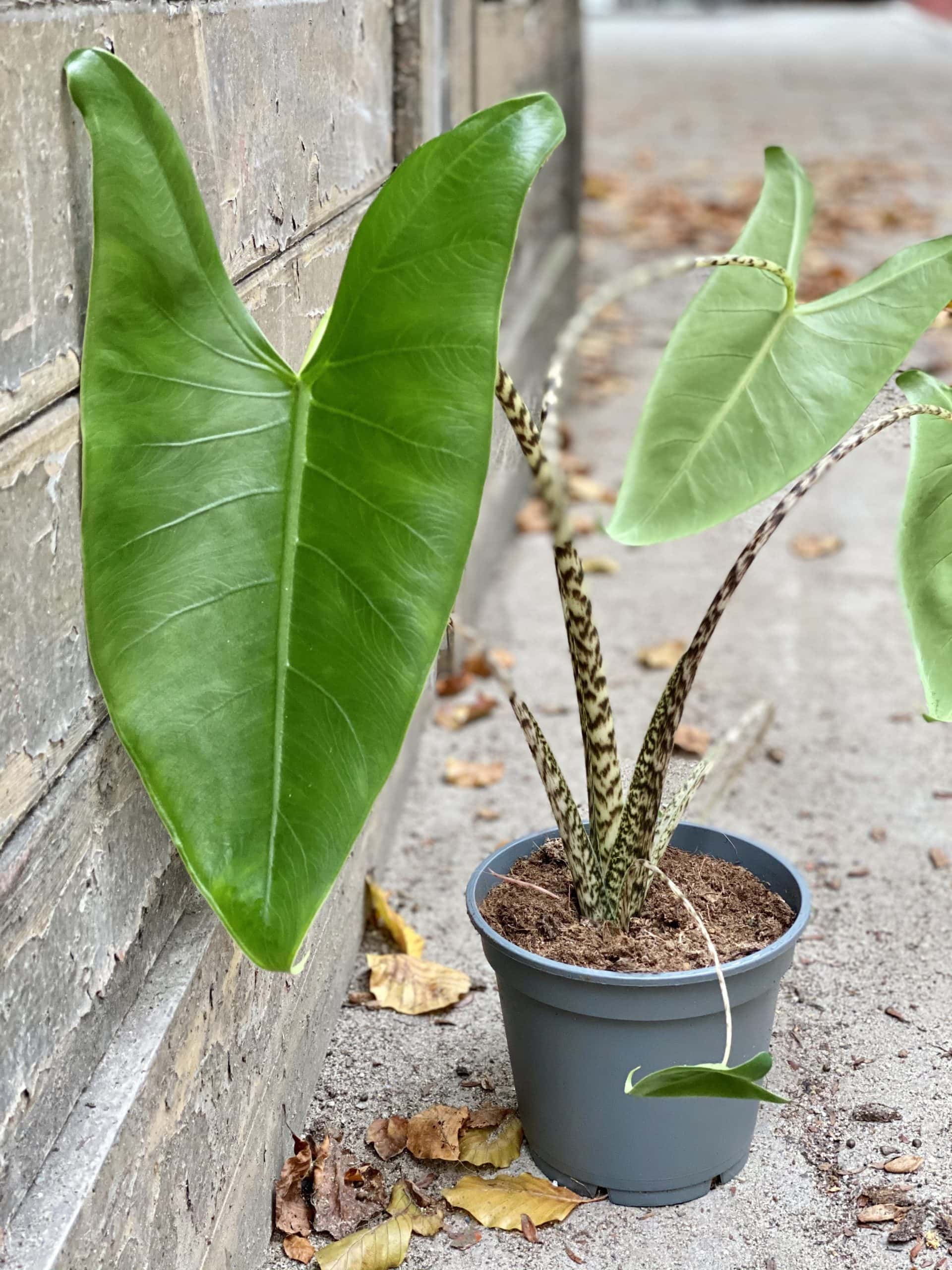 Alocasia zebrina (Alokazja pasiasta) - Jungle Boogie
