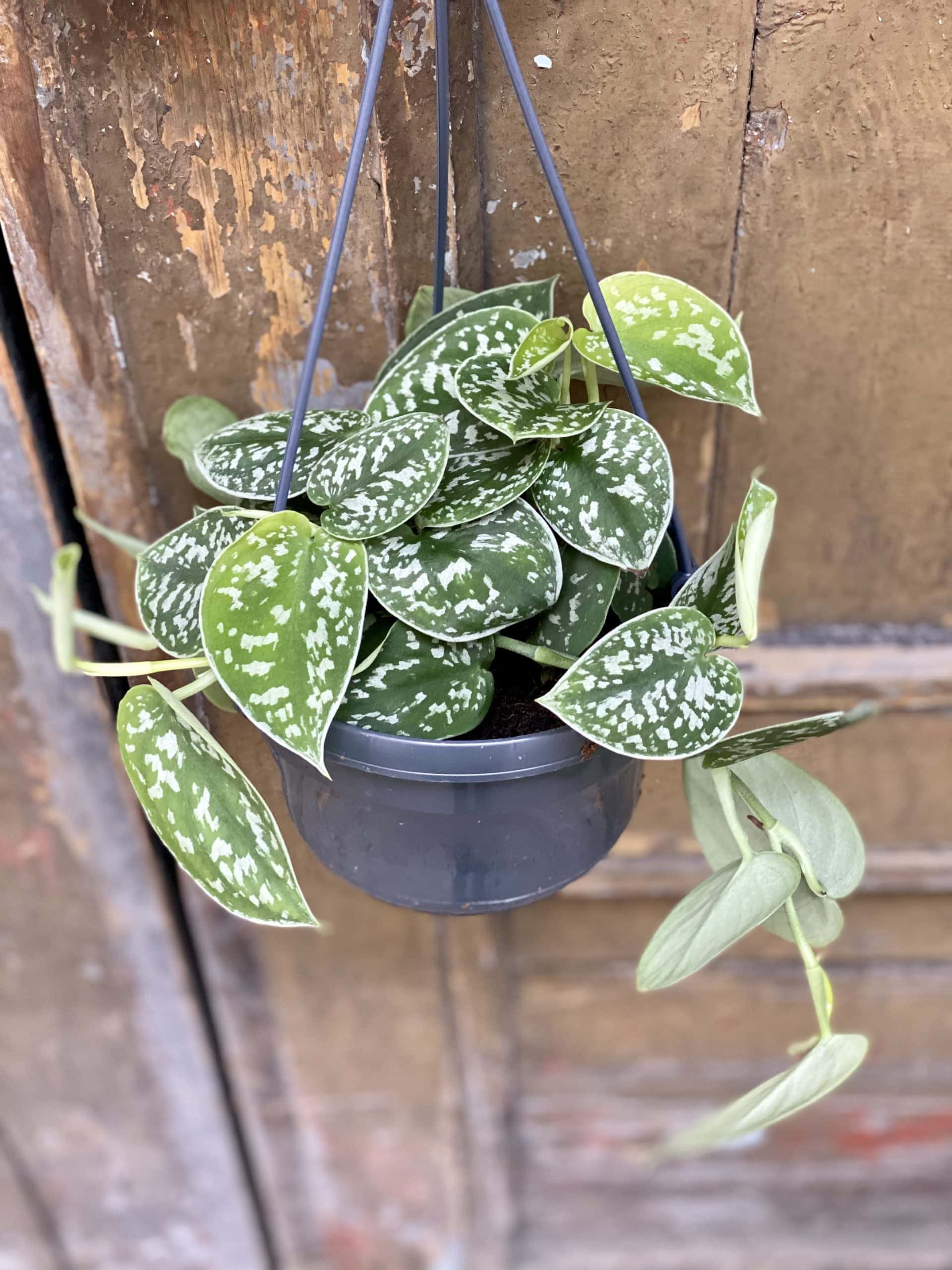 Scindapsus pictus Argyraeus (Scindapsus pstry) - Jungle Boogie