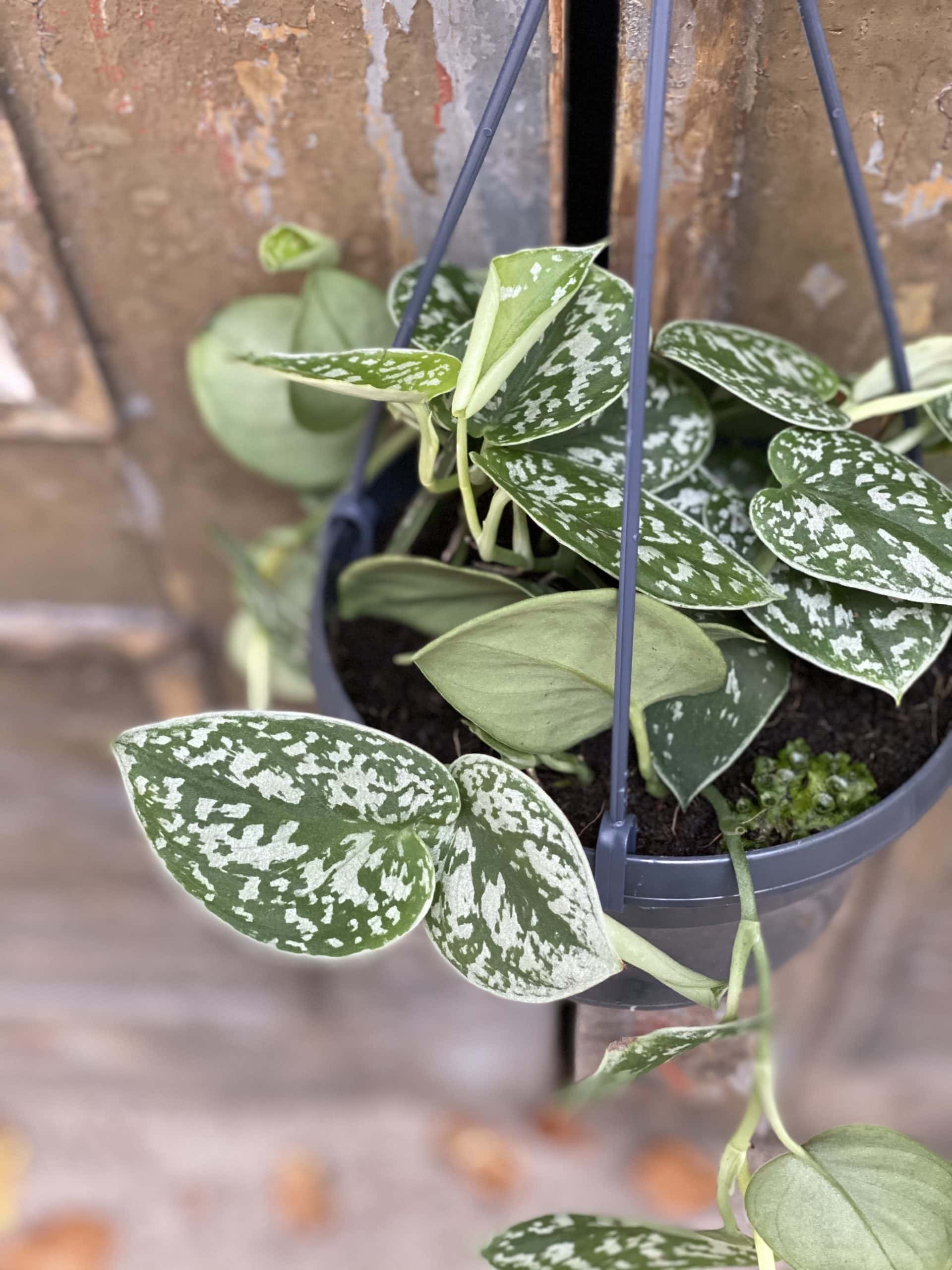 Scindapsus pictus Argyraeus (Scindapsus pstry) - Jungle Boogie