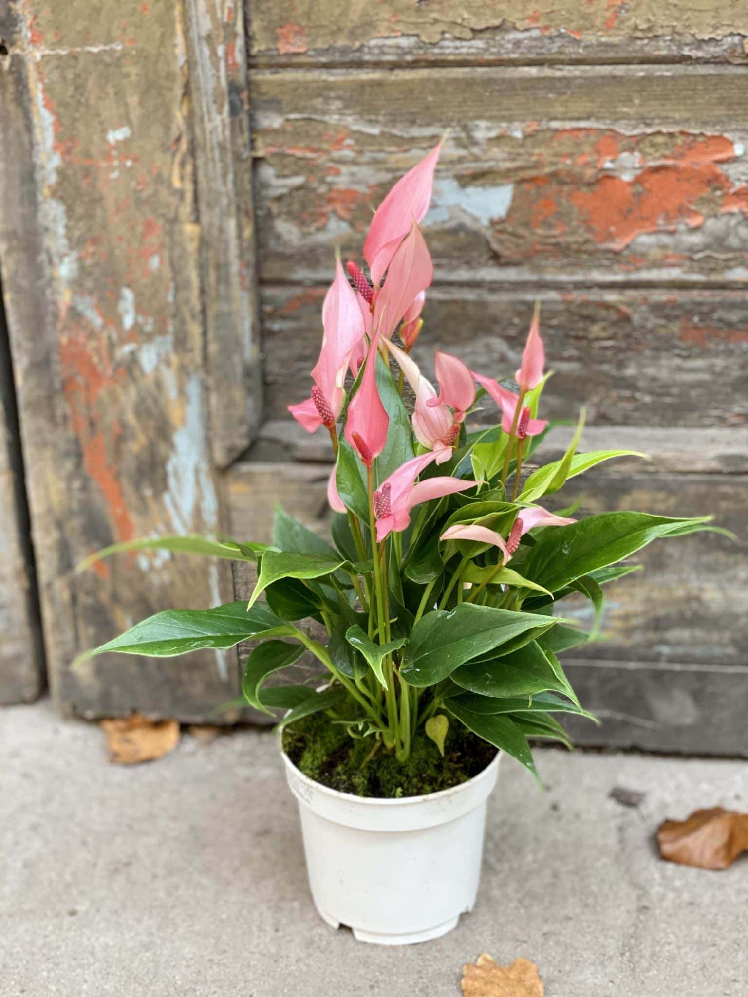 Anthurium Champion Lilli - Jungle Boogie