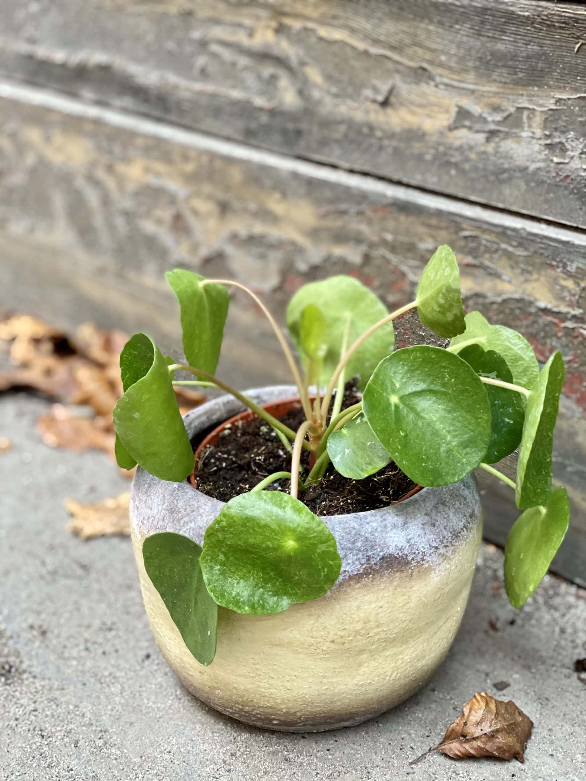 Pilea peperomioides Sugar - Jungle Boogie