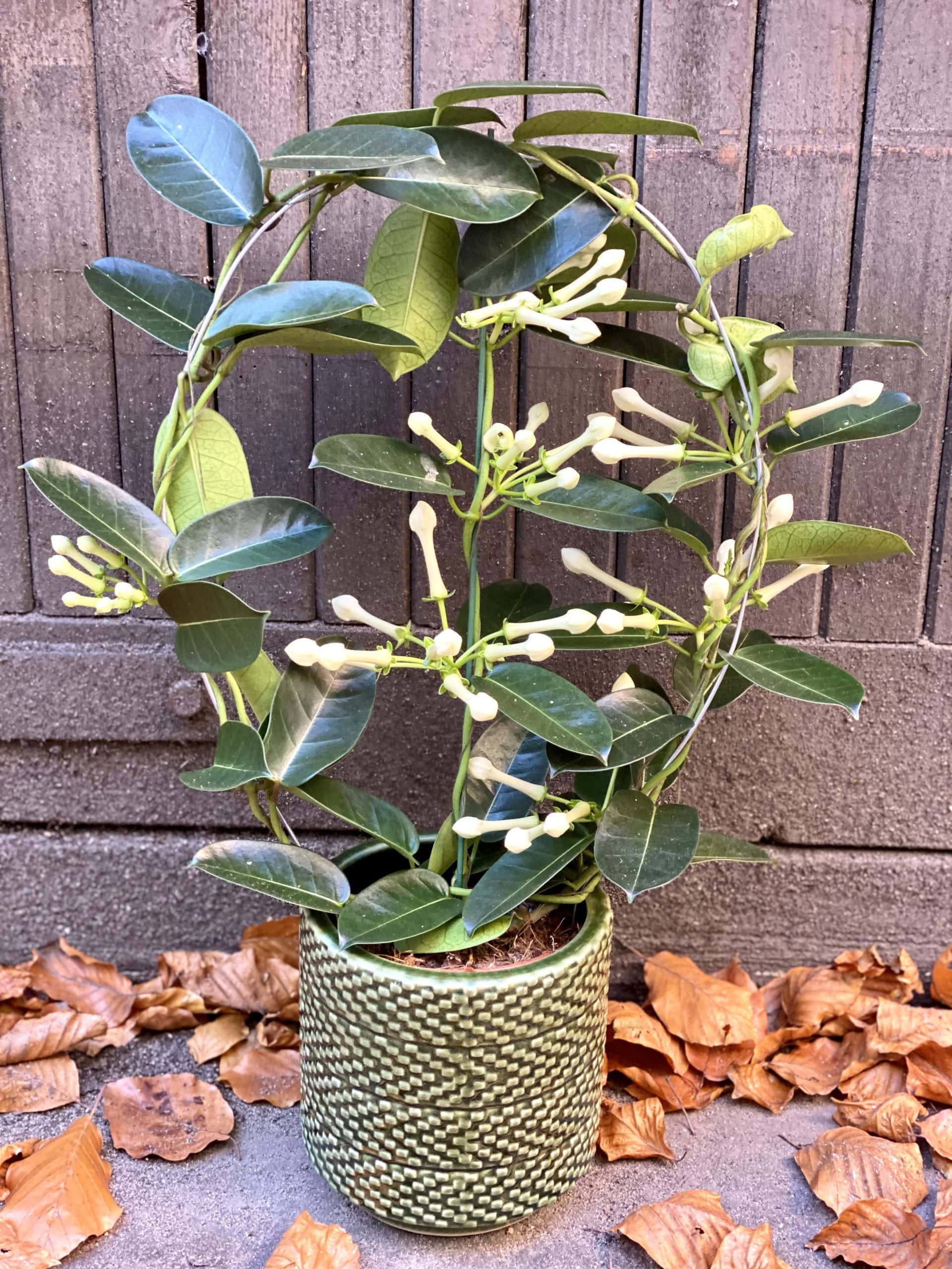 Stephanotis floribunda (Stefanotis bukietowy) - Jungle Boogie